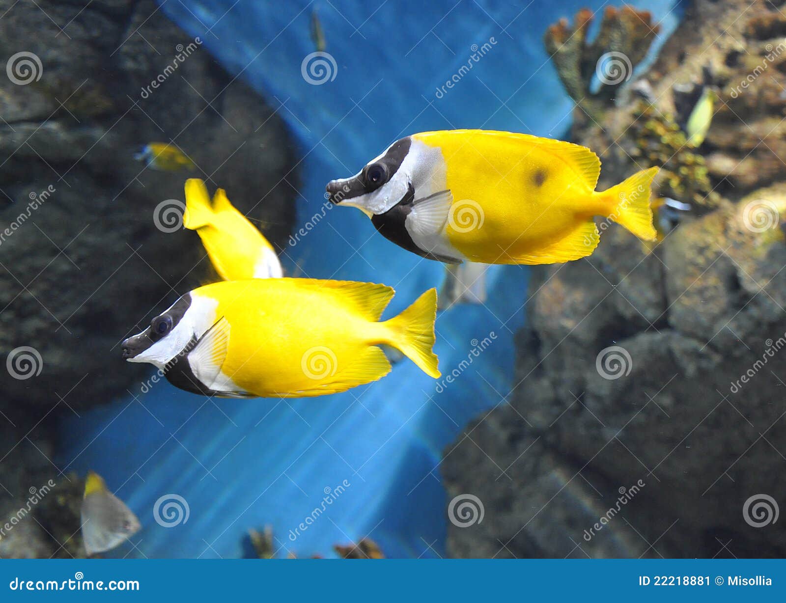 Two tropical small fishes stock image. Image of multi - 22218881