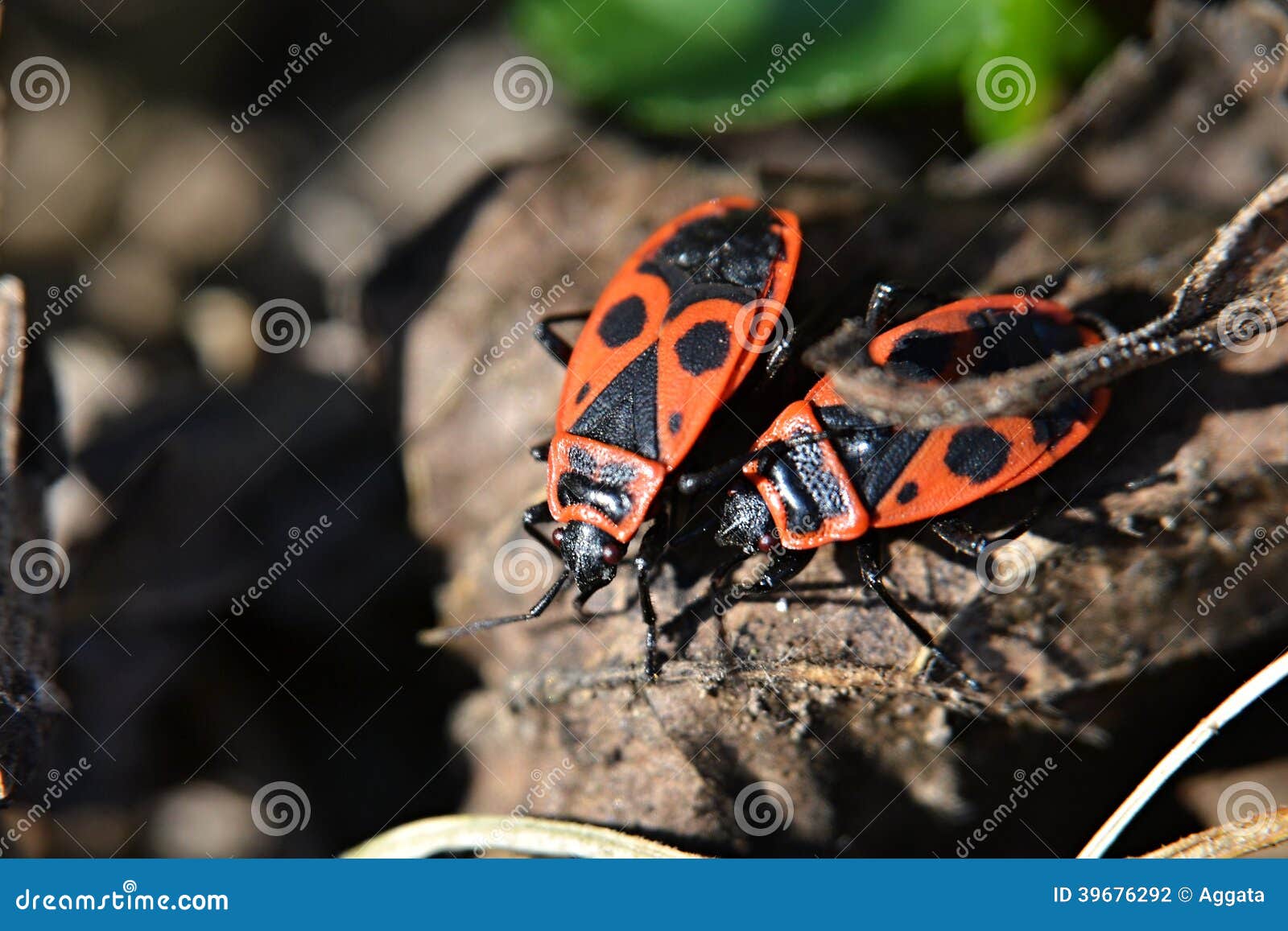 Two true bugs stock photo. Image of heteropteran, bugs - 39676292