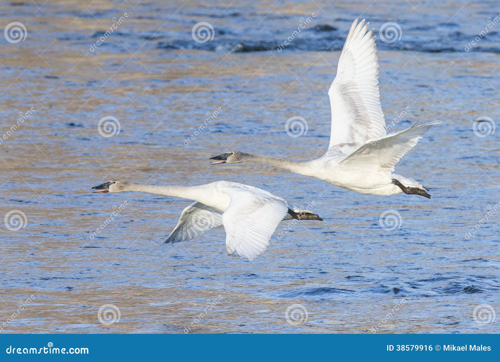 Two Trumpeter Swans in Flight Stock Photo - Image of river, flight ...