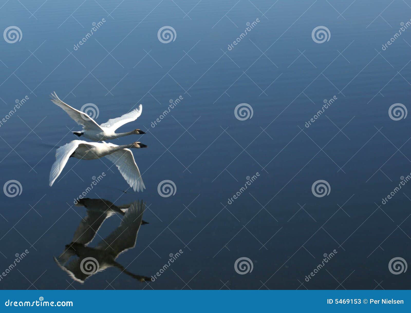 Two Swans Flying In Front Of Blue Sky In Beautiful Formation Stock ...