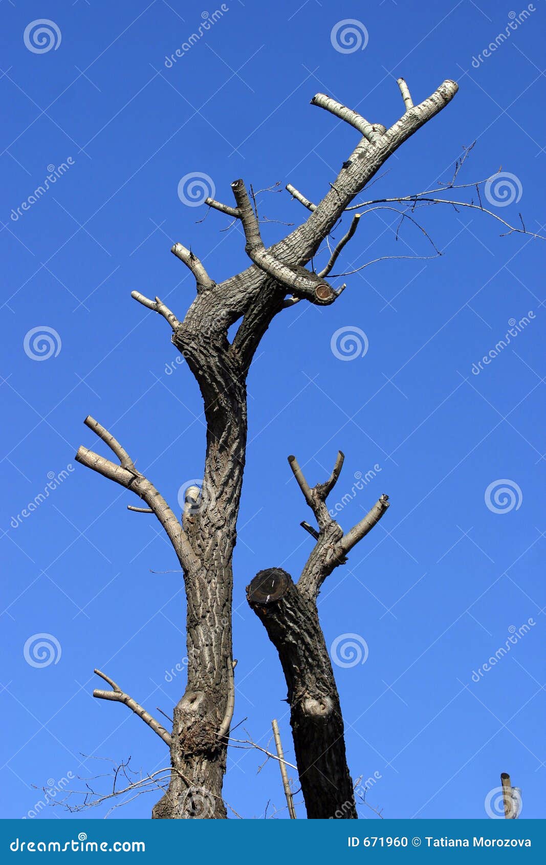 Why Do Some Trees Have Two Trunks at Aidan Ingrid blog