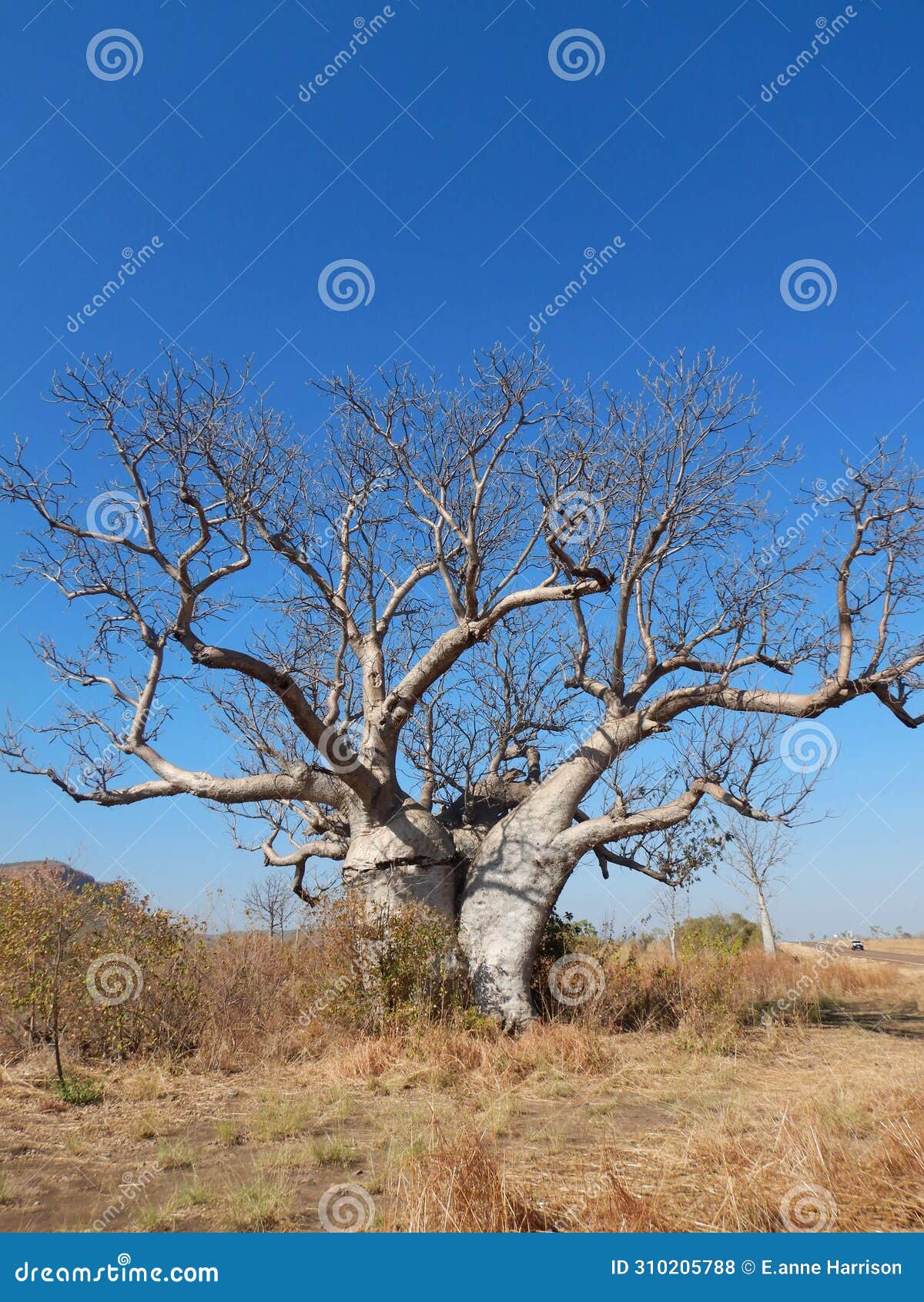 Two Trunks of a Baobab Tree Appearing To Hug One Another Stock Photo ...