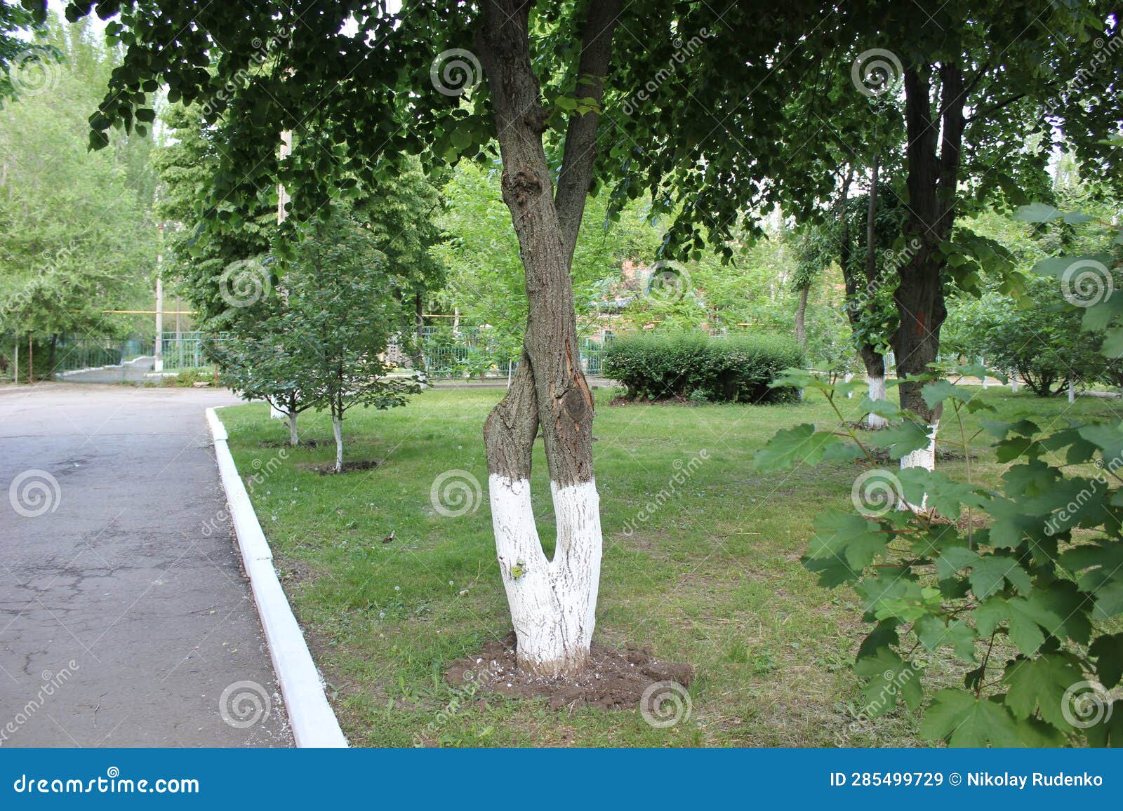 Two Trunks of One Tree in the Park Stock Image - Image of trunks ...