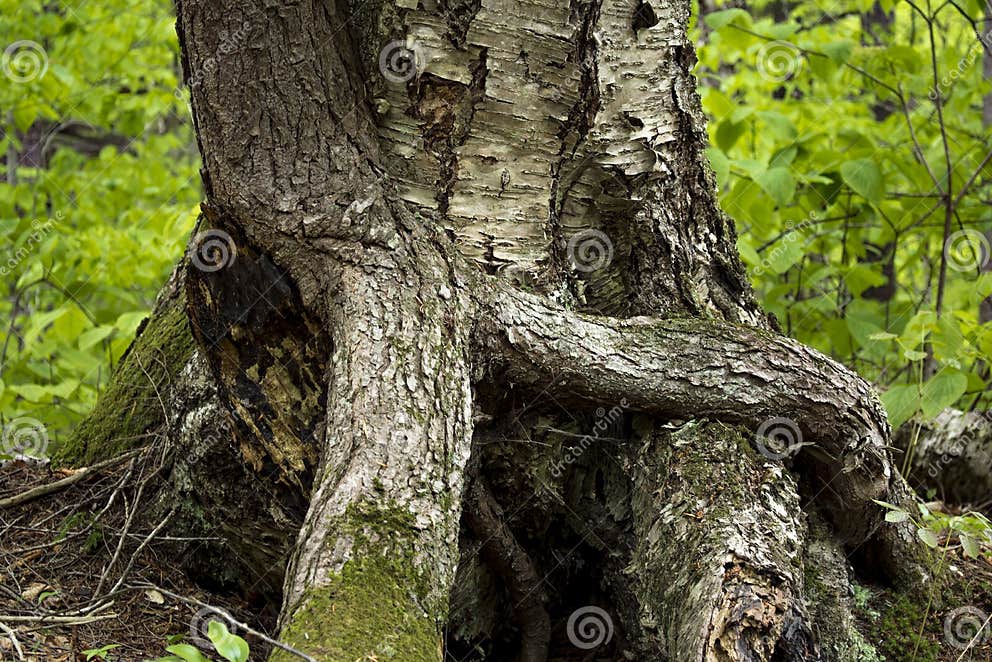 Two Trunks of Tree Roots Intertwined in Upstate New York Stock Photo ...