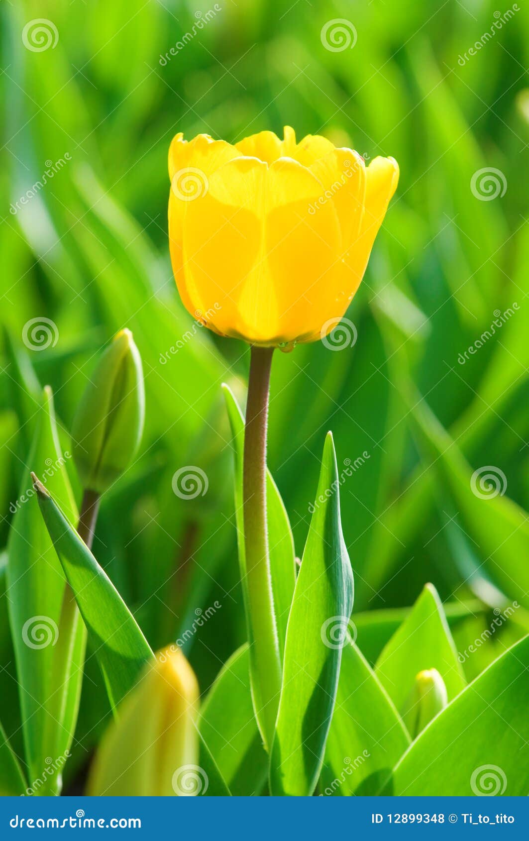 Two tulip flowers stock photo. Image of field, fresh - 12899348