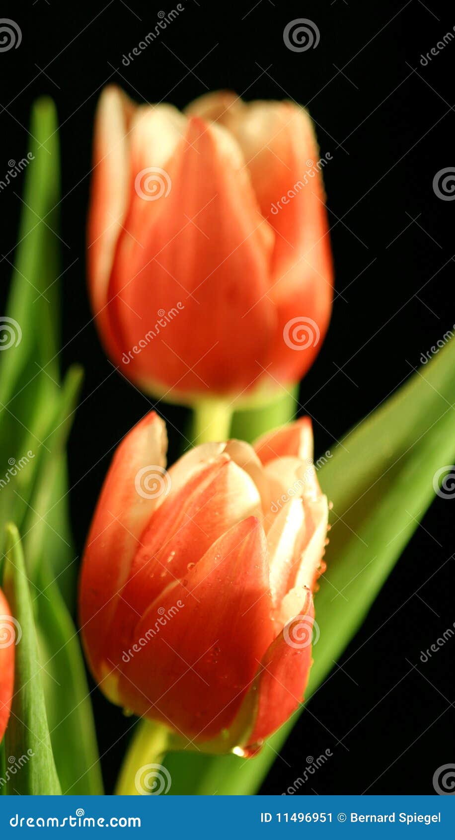 Two tulips stock image. Image of tulips, tulip, flower - 11496951