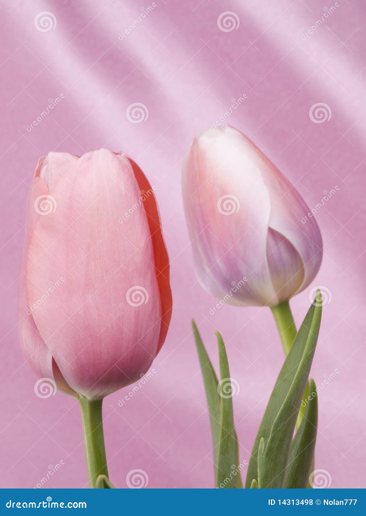 Two tulips stock photo. Image of green, bright, bloom - 14313498