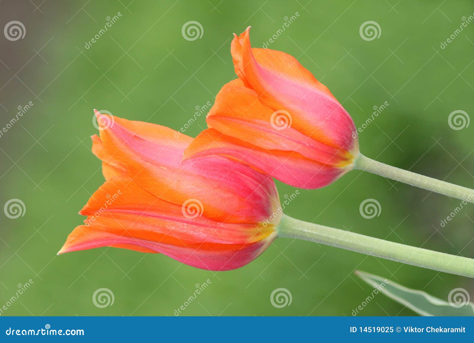 Two tulips stock image. Image of plant, flourishing, tulip - 14519025