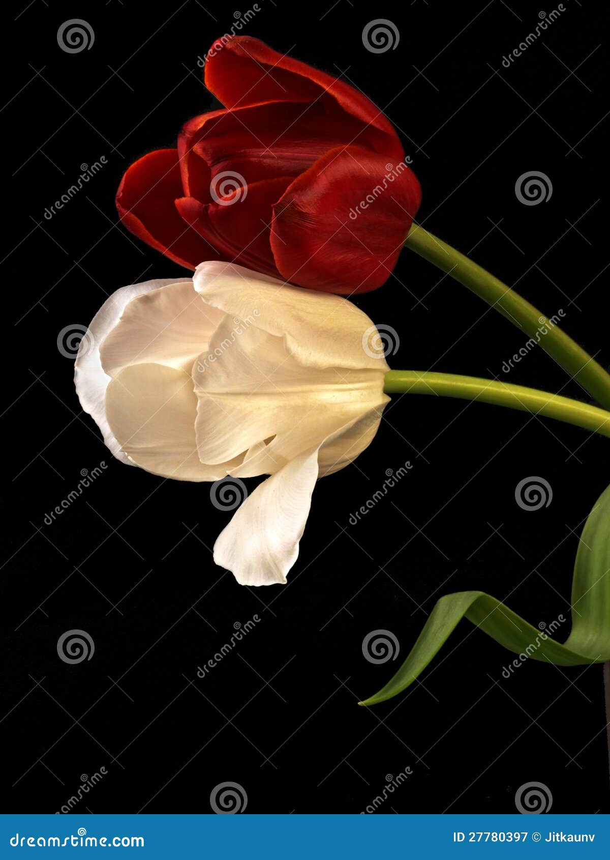 Two tulips stock image. Image of white, blossom, blossoming - 27780397