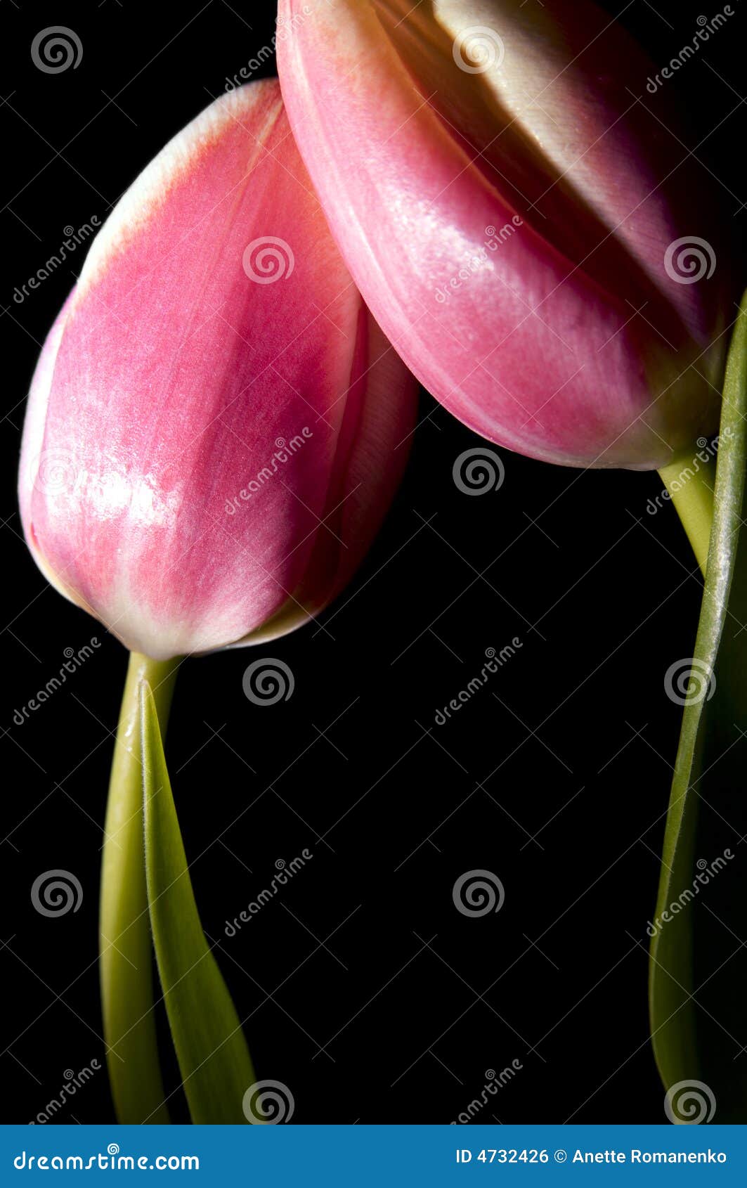 Two tulips. stock photo. Image of bloom, marriage, beauty - 4732426