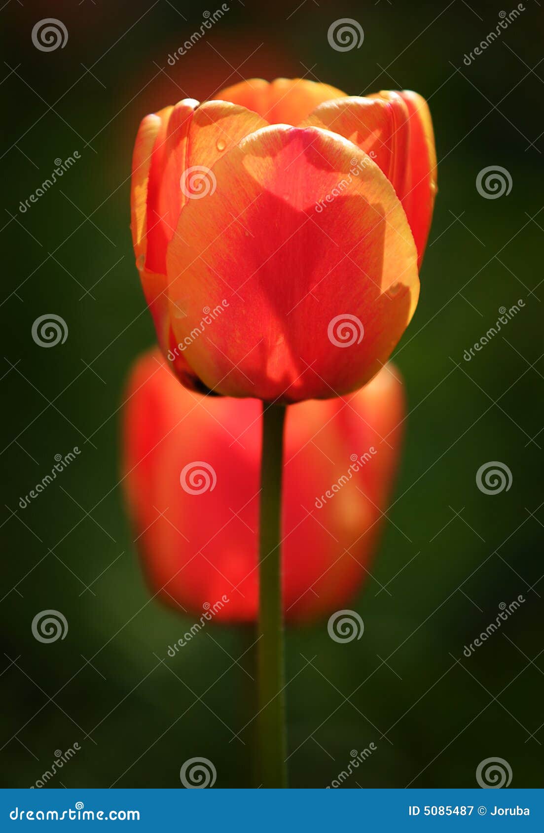 Two tulips stock image. Image of garden, detail, blooming - 5085487