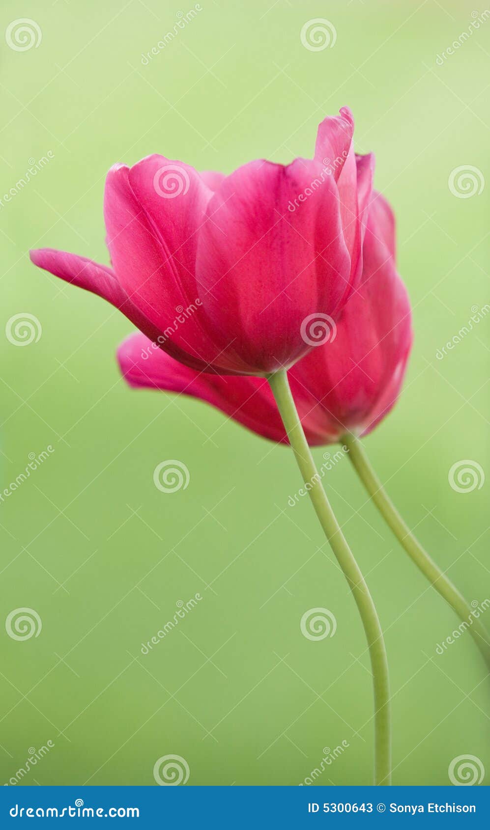 Two Tulips stock image. Image of outside, tulip, single - 5300643