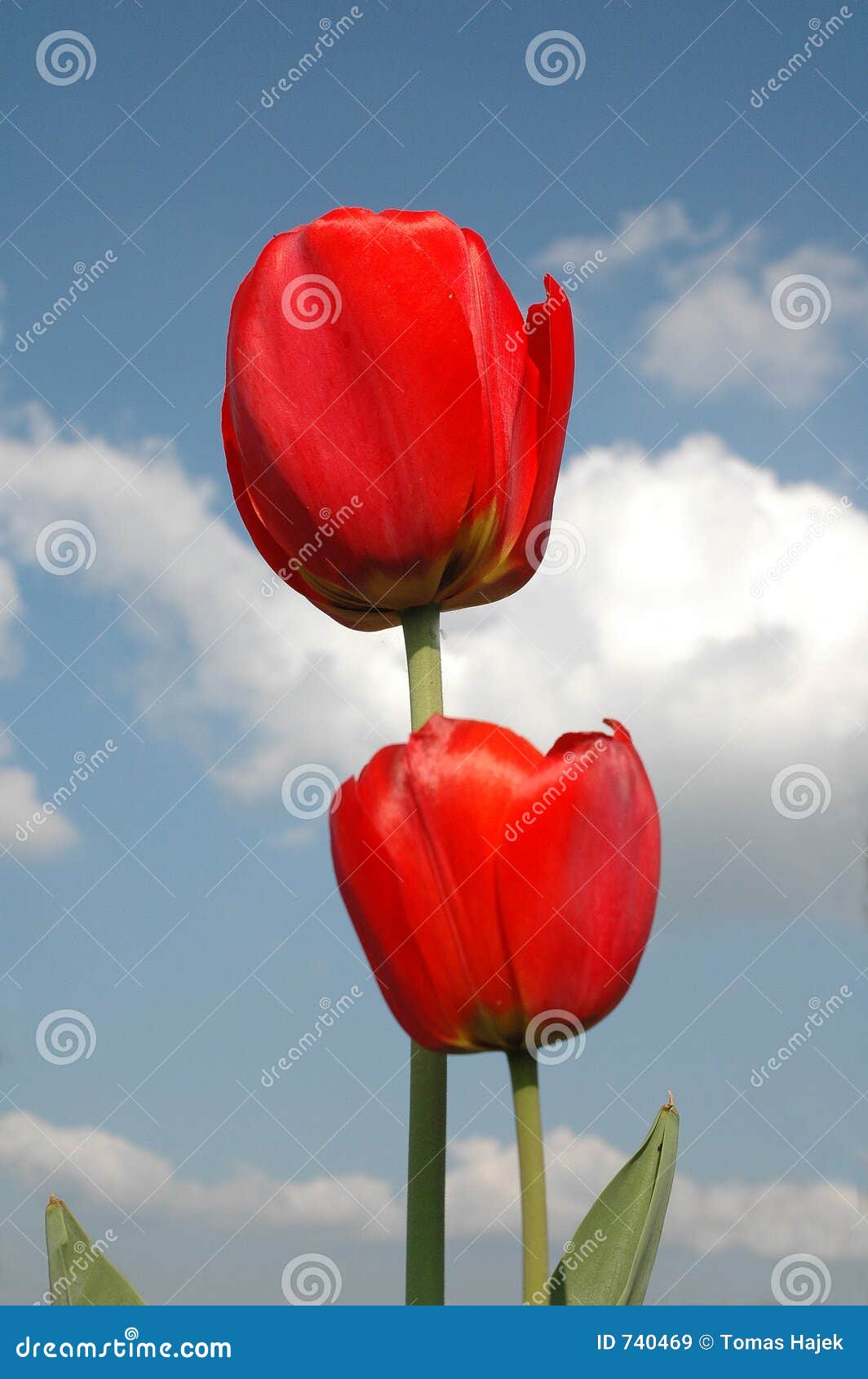 Two tulips stock image. Image of seasonal, green, leave - 740469