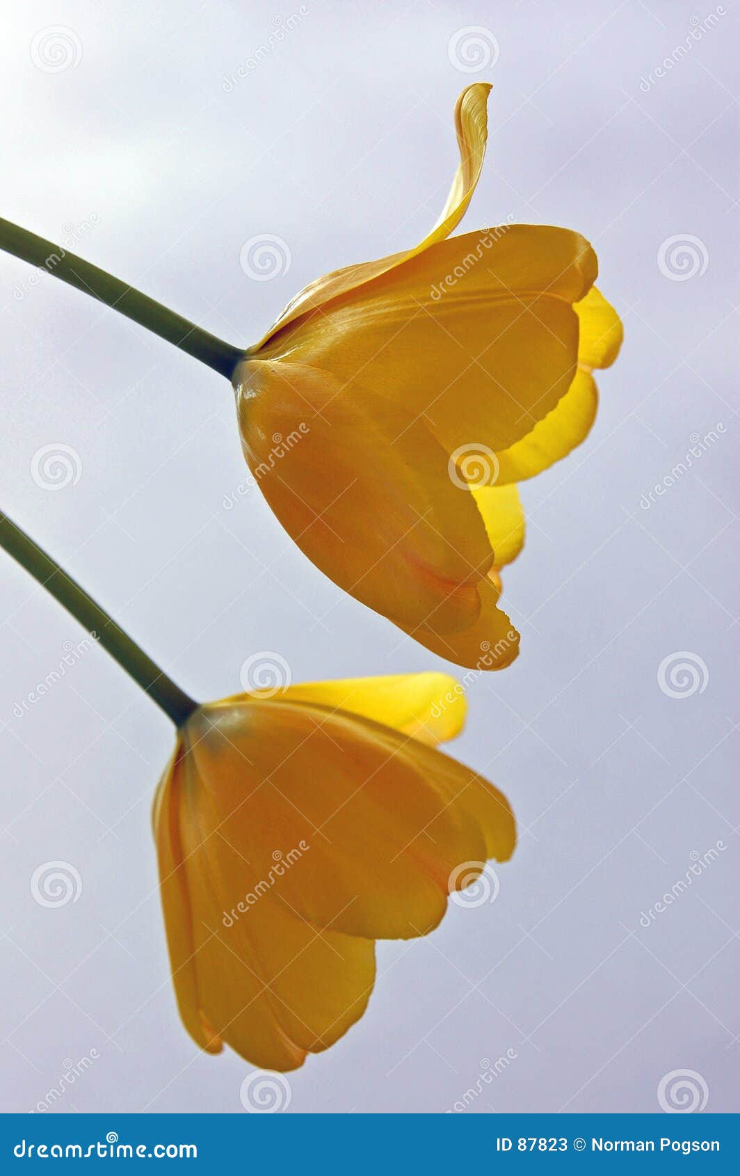 Two Tulips stock image. Image of tulips, bouquet, garden - 87823