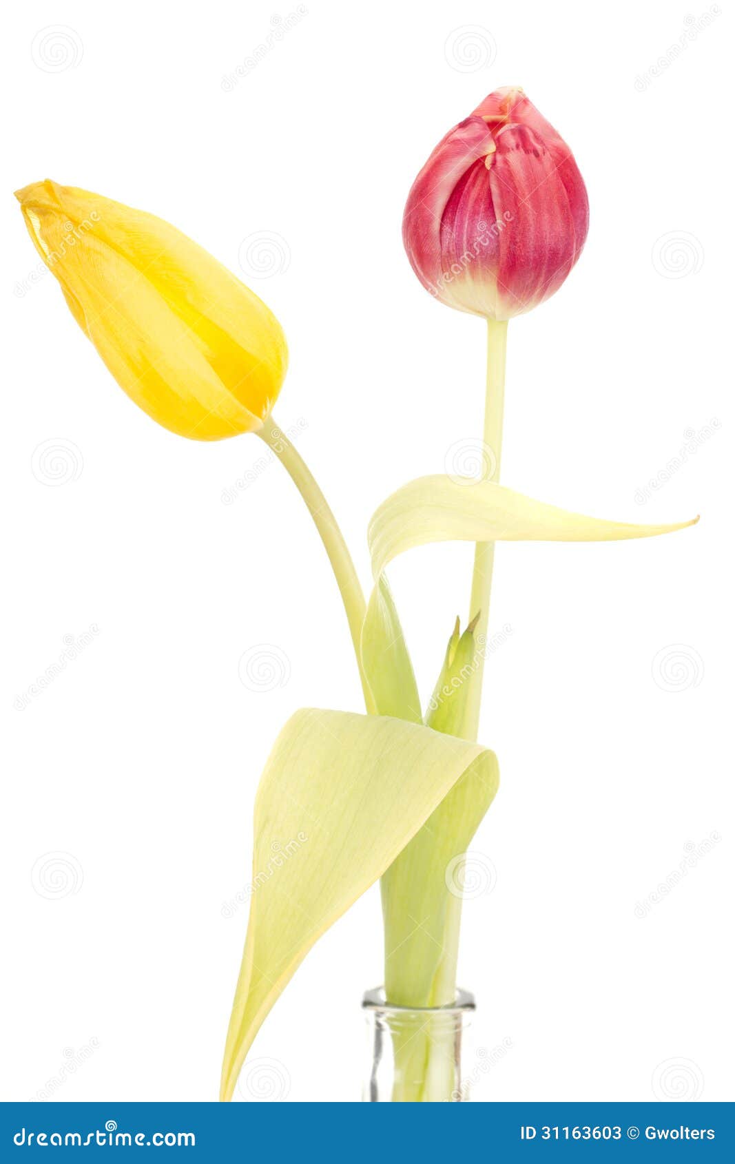 Two tulips stock image. Image of apricot, april, bouquet - 31163603