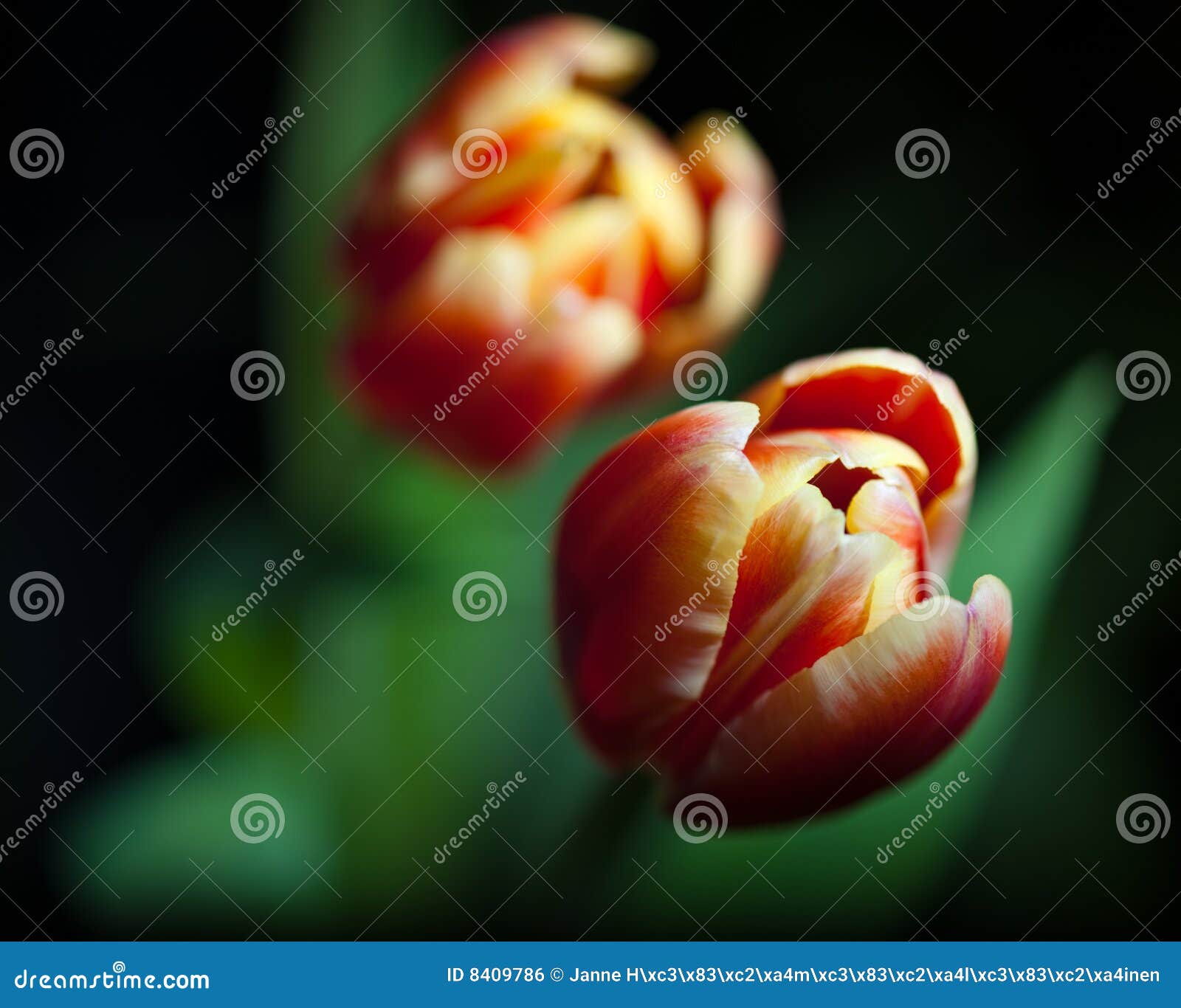 Two Tulips on Dark Background Stock Photo - Image of blossom, beautiful ...