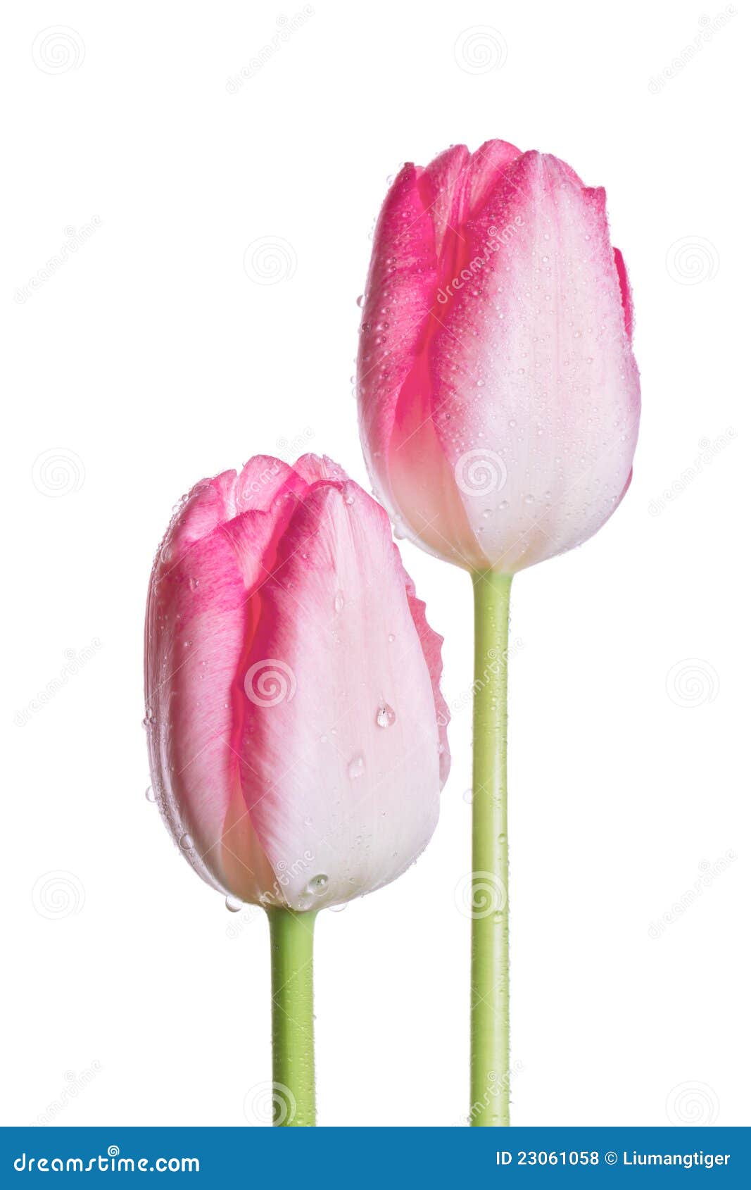 Two tulips with dem stock photo. Image of beauty, leaf - 23061058