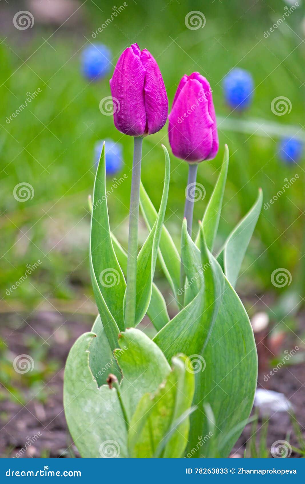 Two Tulips stock image. Image of shapes, beauty, colors - 78263833