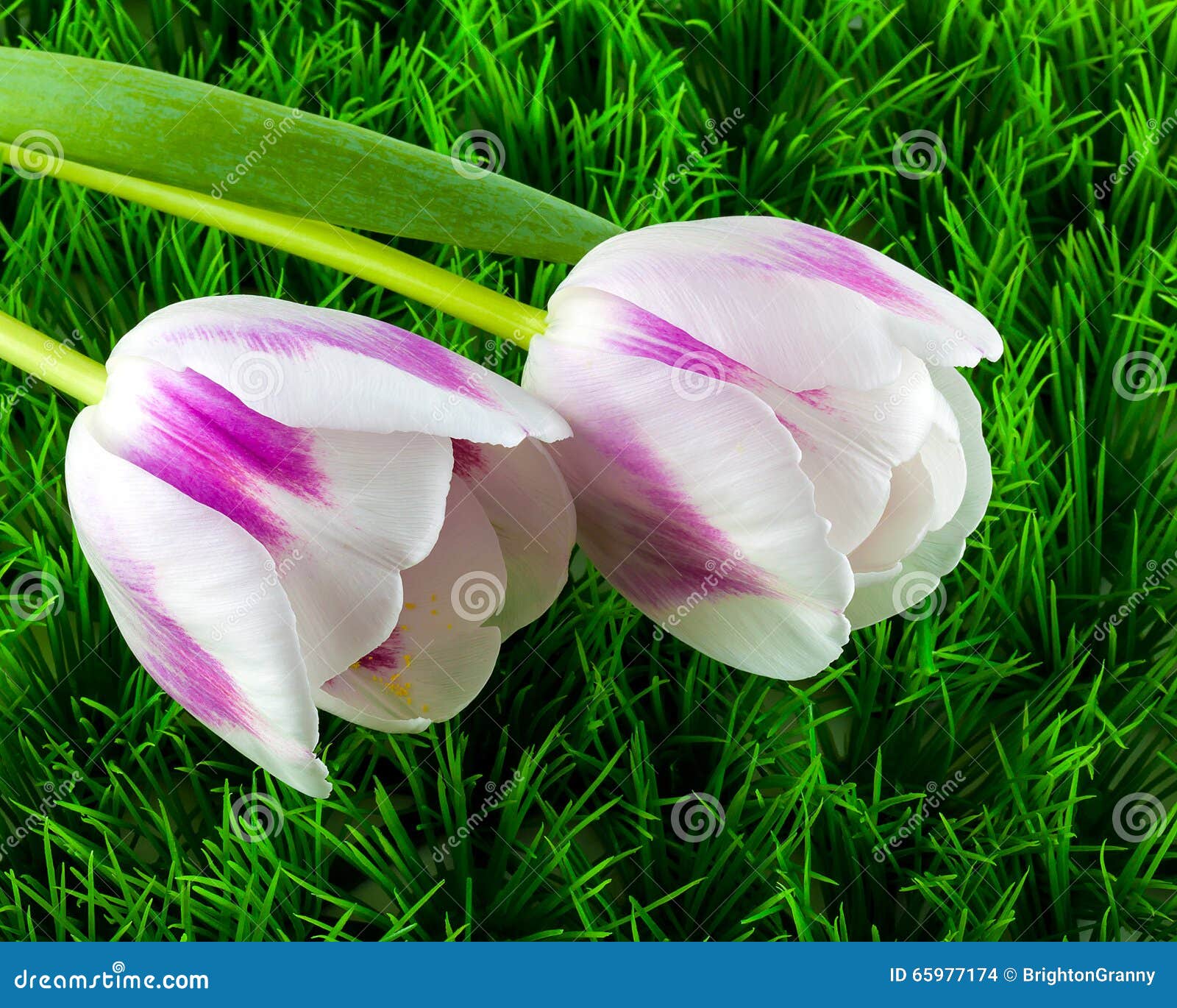 Two tulips on green grass stock photo. Image of lilac - 65977174