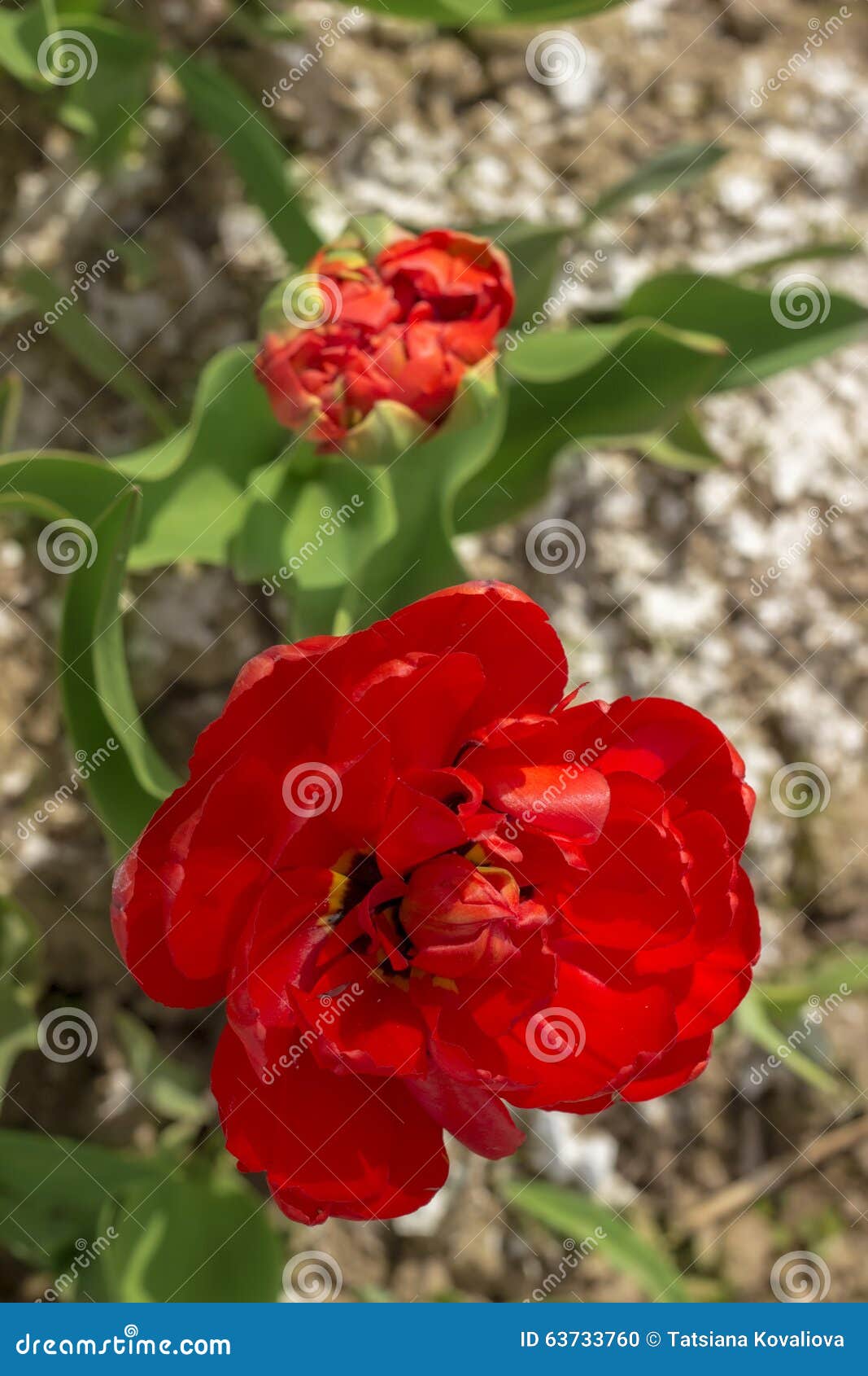Two tulips stock photo. Image of background, flores, lovely - 63733760