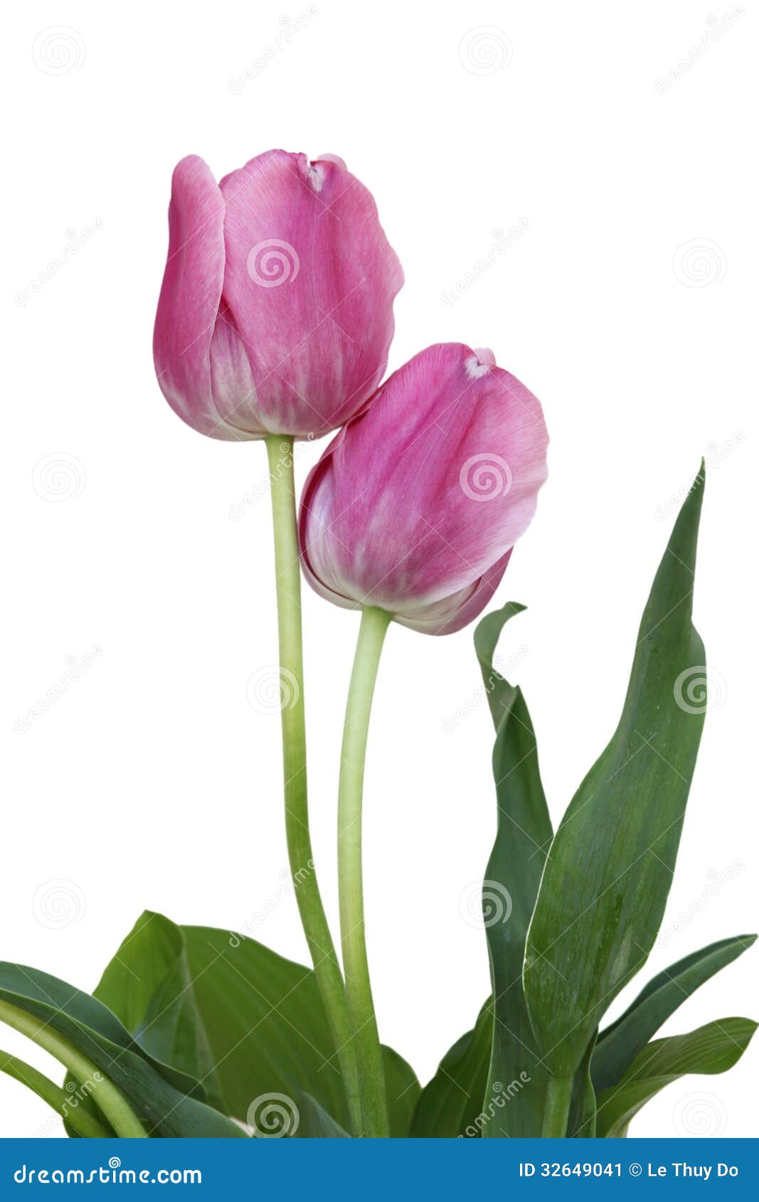 Two Tulips stock image. Image of magnificent, bloom, pink - 32649041