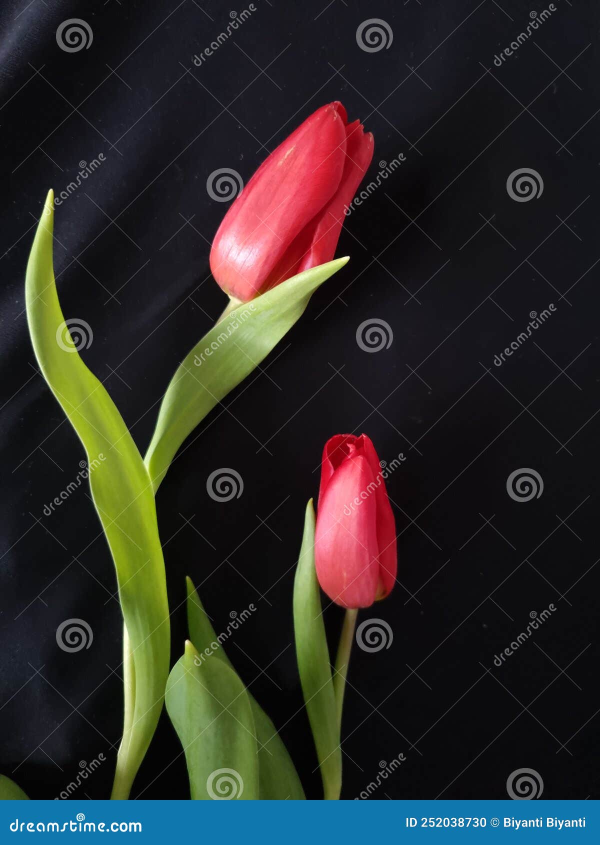 Two tulp flowers stock photo. Image of organ, tulip - 252038730