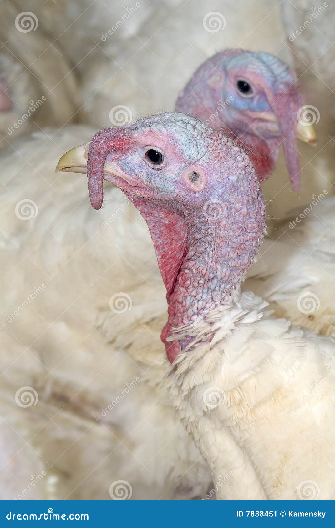Two turkey stock image. Image of feather, livestock, vertical - 7838451