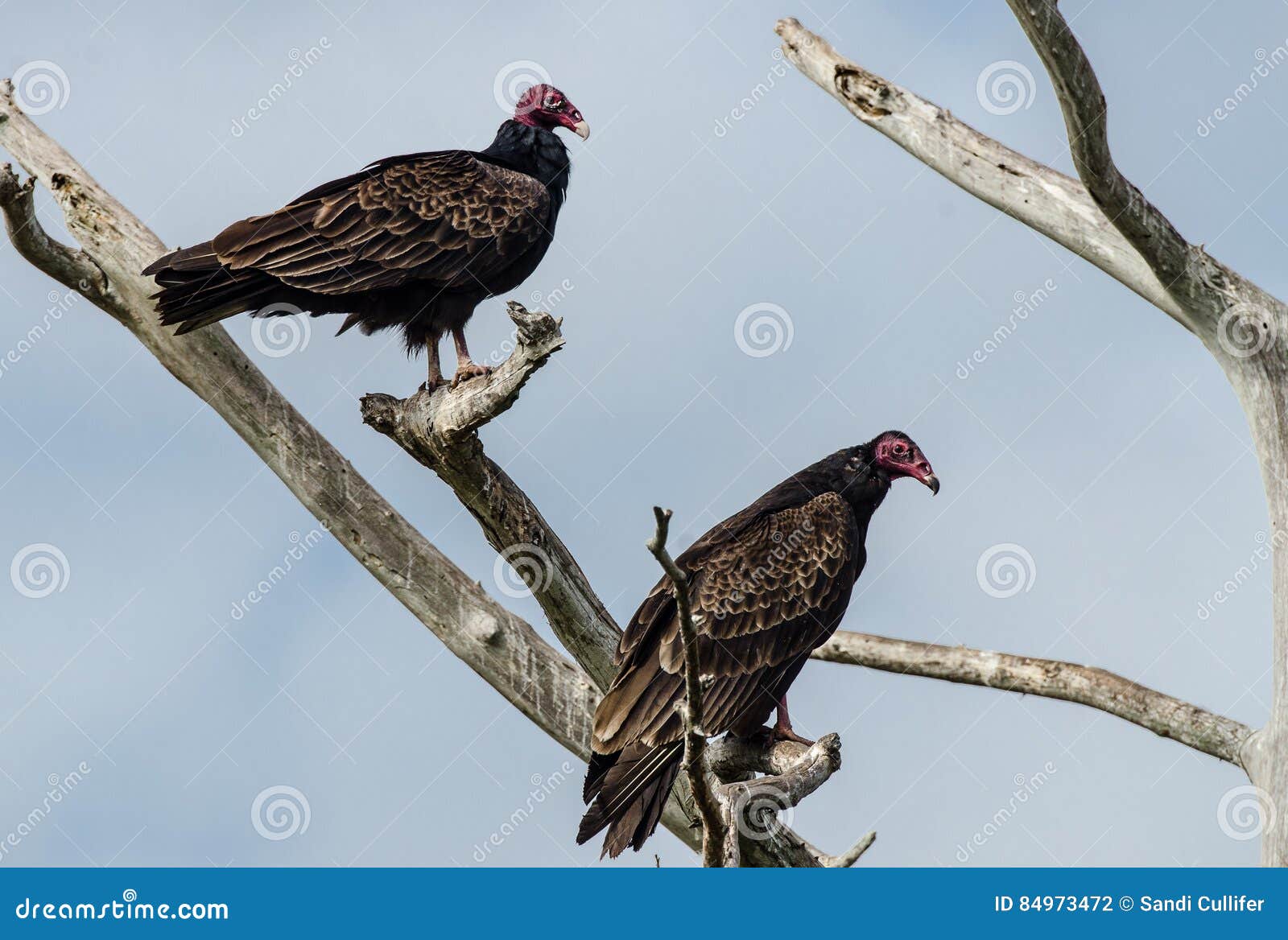 Two Turkey Buzzards Looking at You Stock Photo - Image of large, beak ...