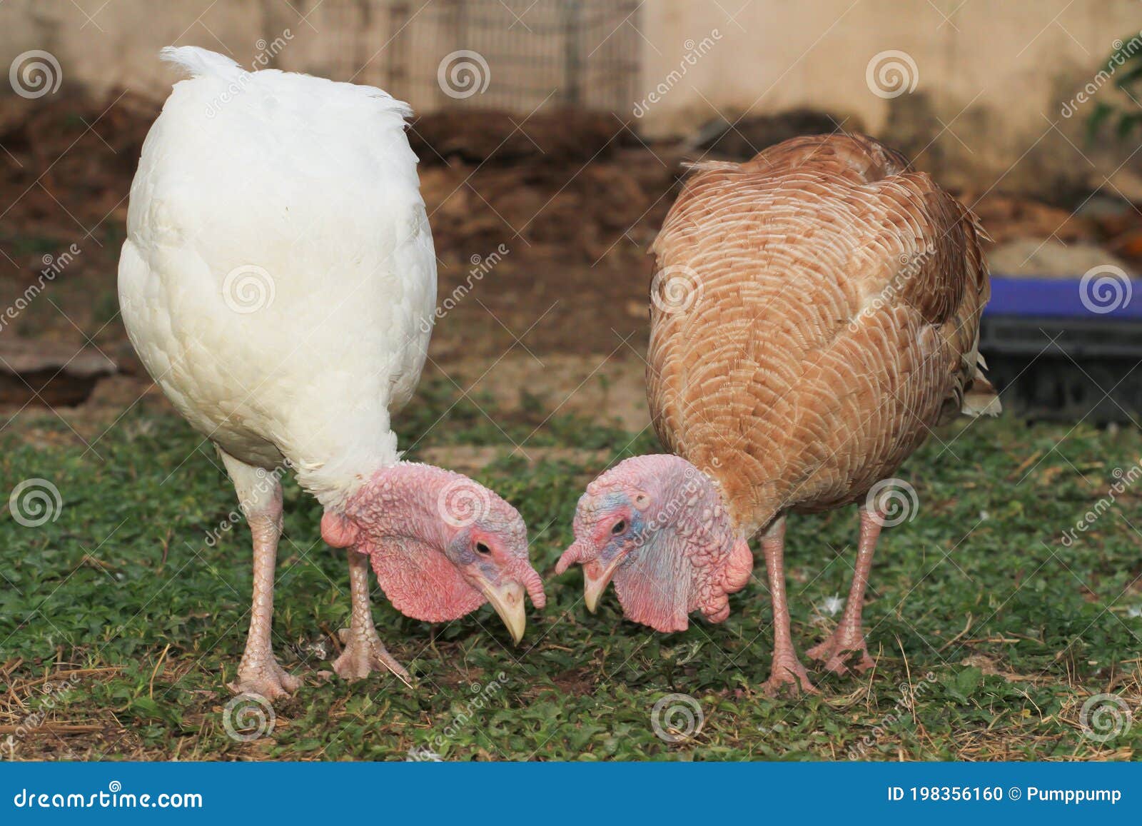 Two turkey in garden stock photo. Image of thanksgiving - 198356160
