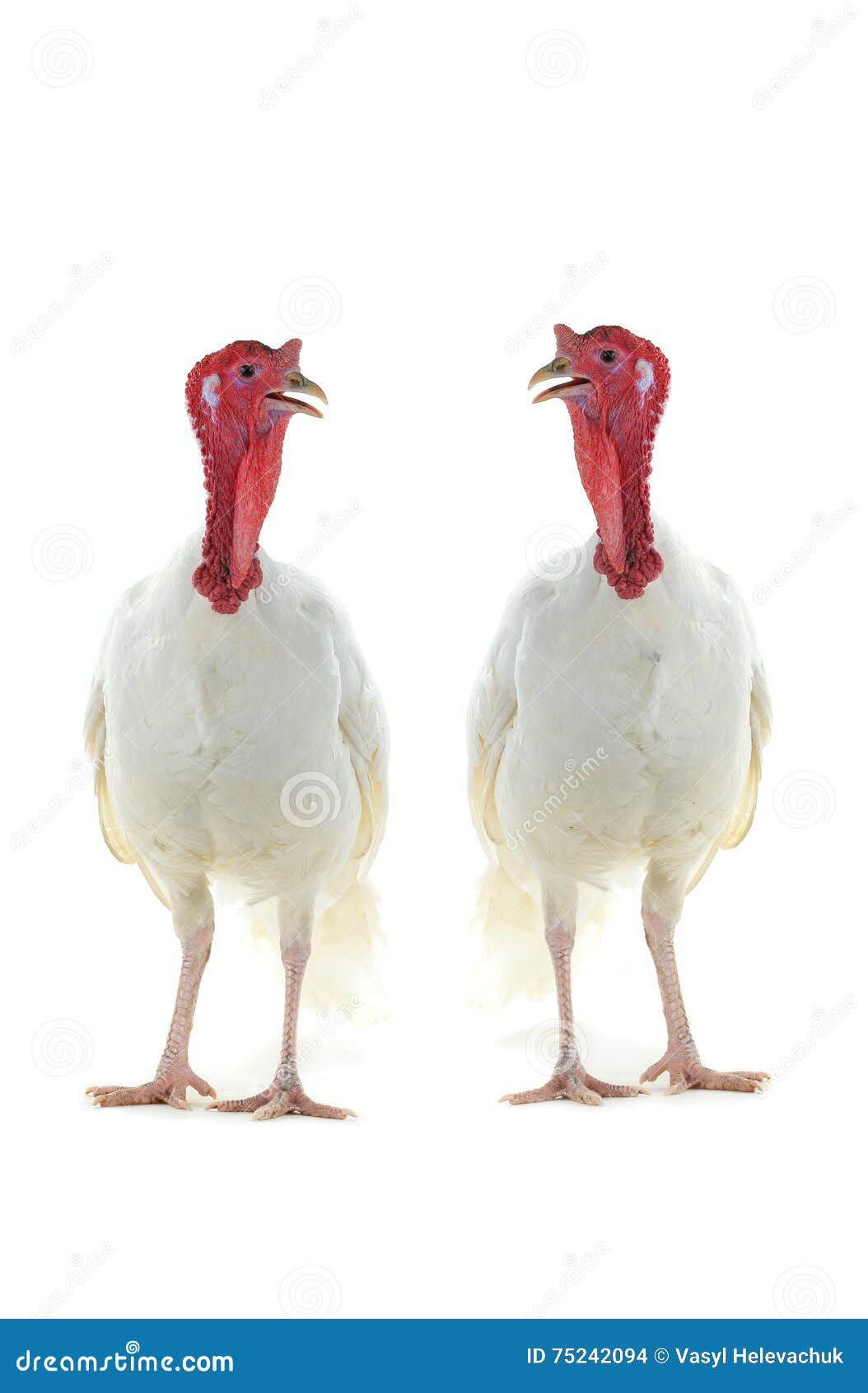 Two turkey stock photo. Image of avian, portrait, nature - 75242094