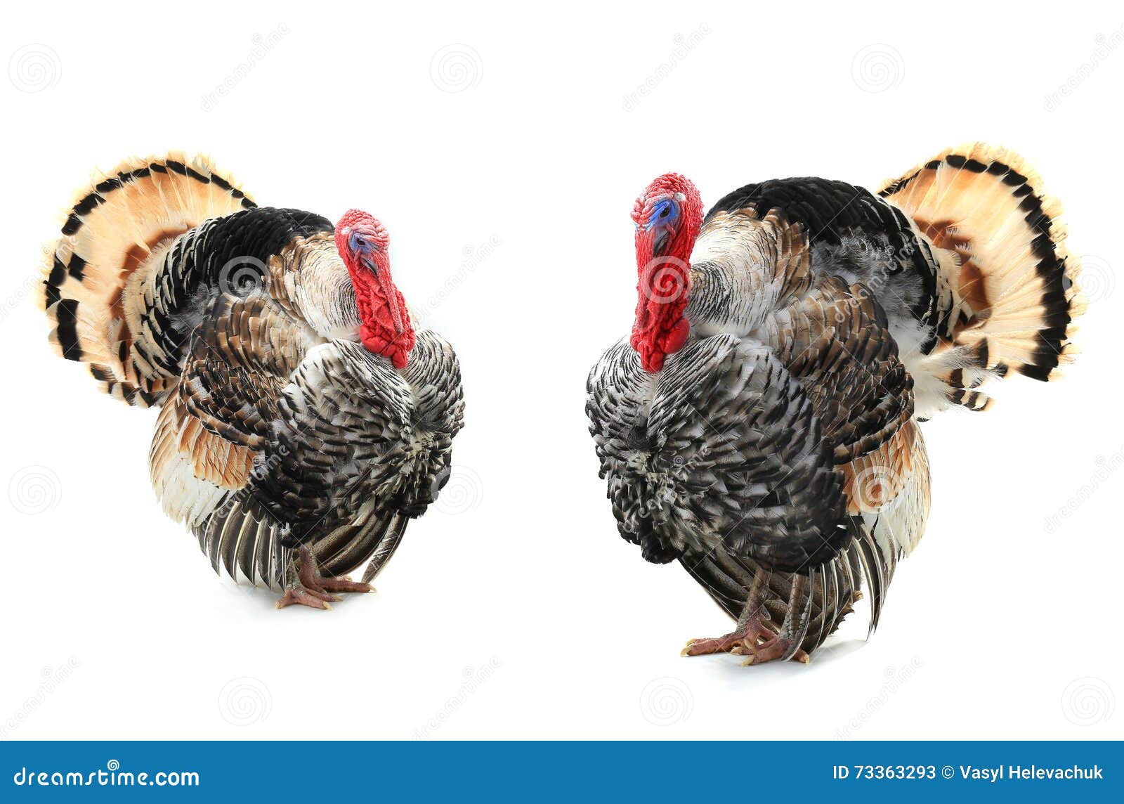 Two turkey stock image. Image of background, open, farming - 73363293