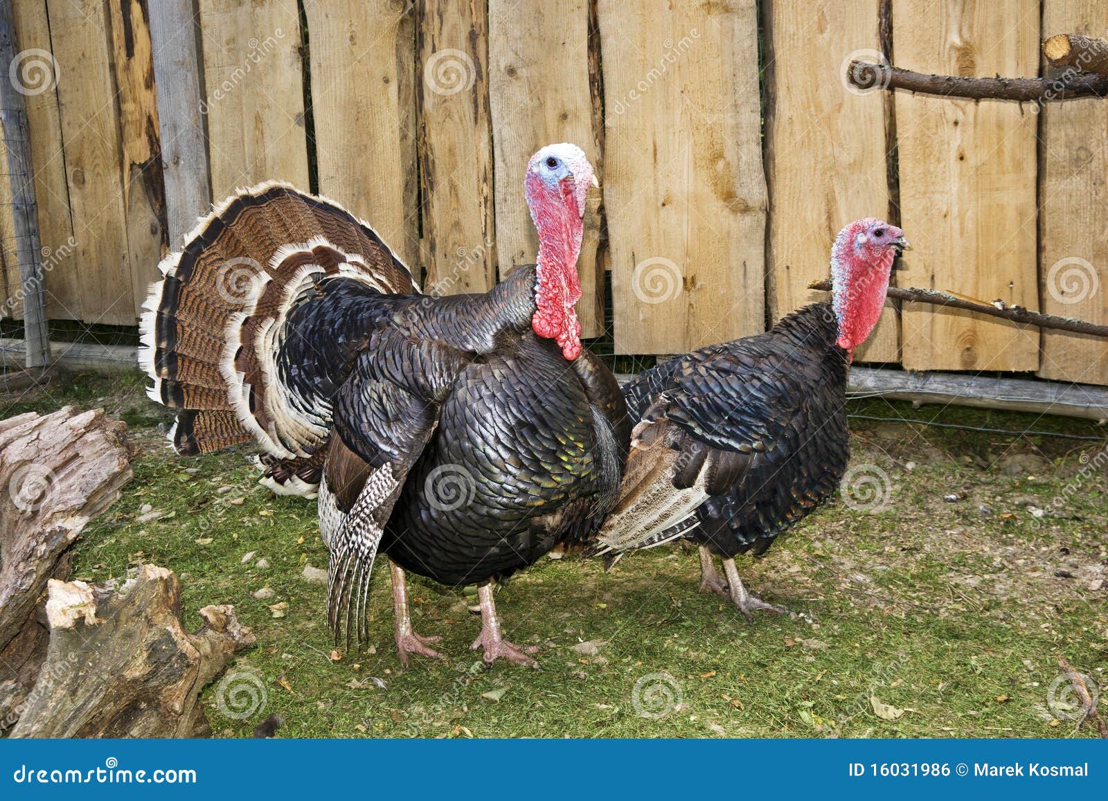 Two turkeys stock photo. Image of poultry, turkey, feathers - 16031986