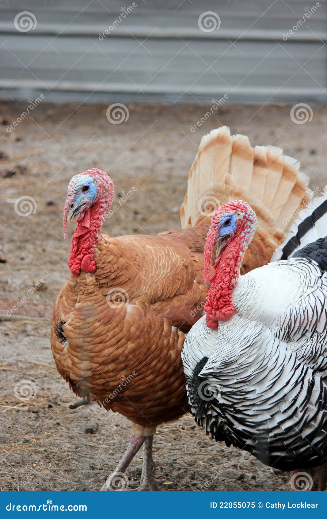 Two turkeys stock image. Image of stuff, cook, celebration - 22055075