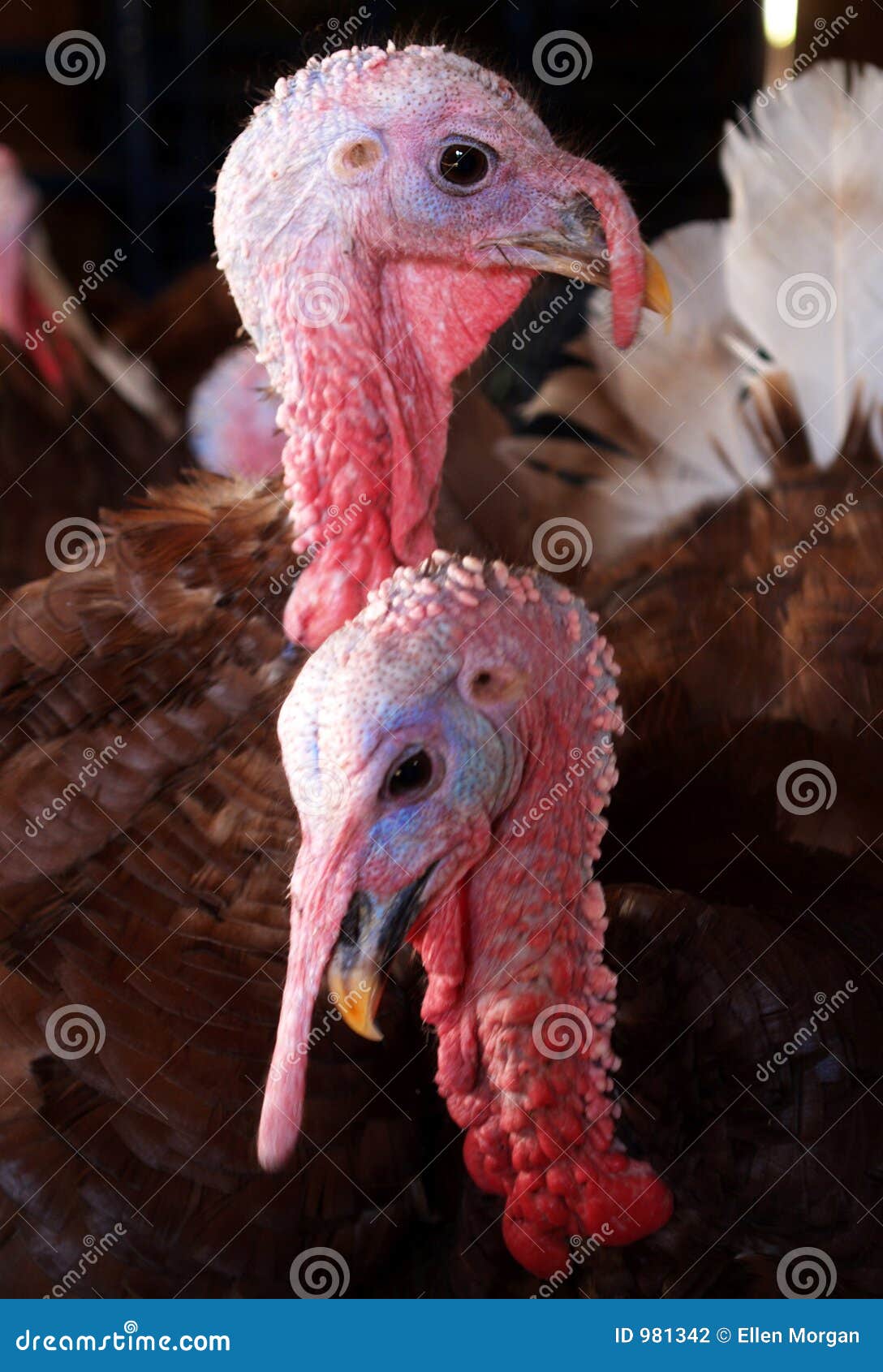 Two Turkeys stock photo. Image of thanksgiving, animals - 981342