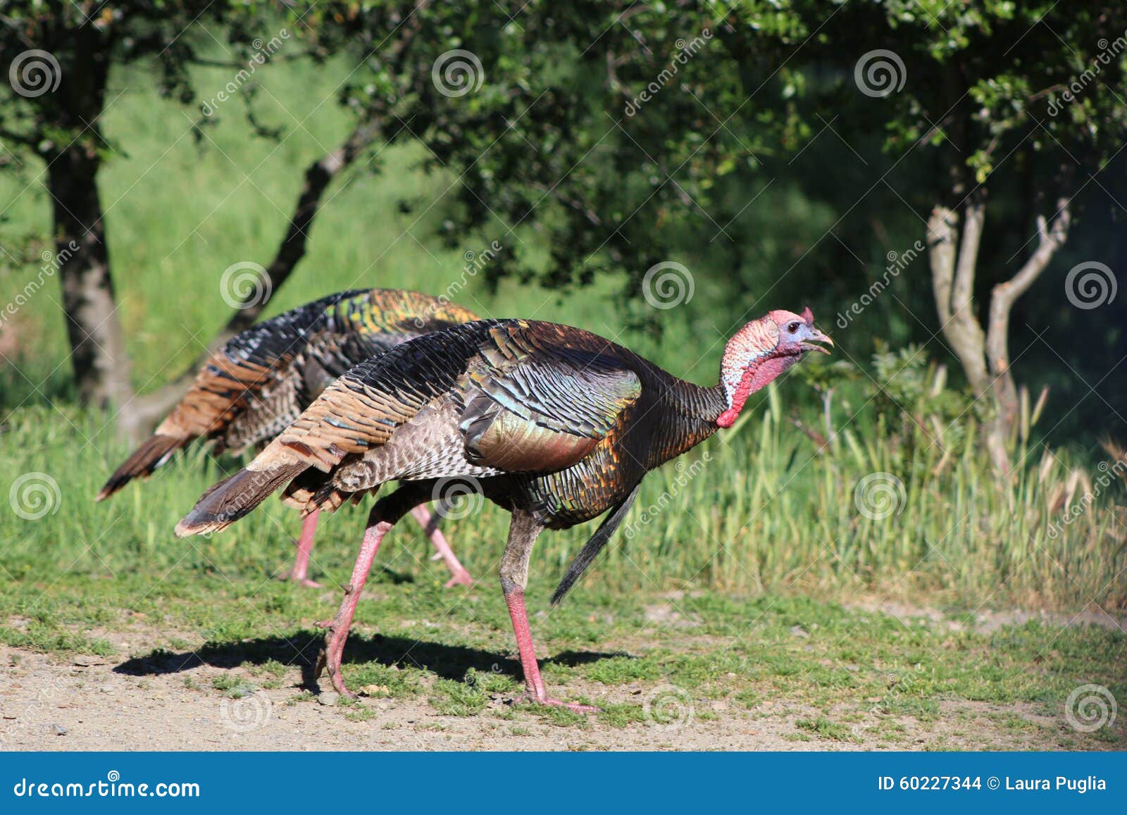 Two turkeys stock photo. Image of wild, hoffman, birds - 60227344
