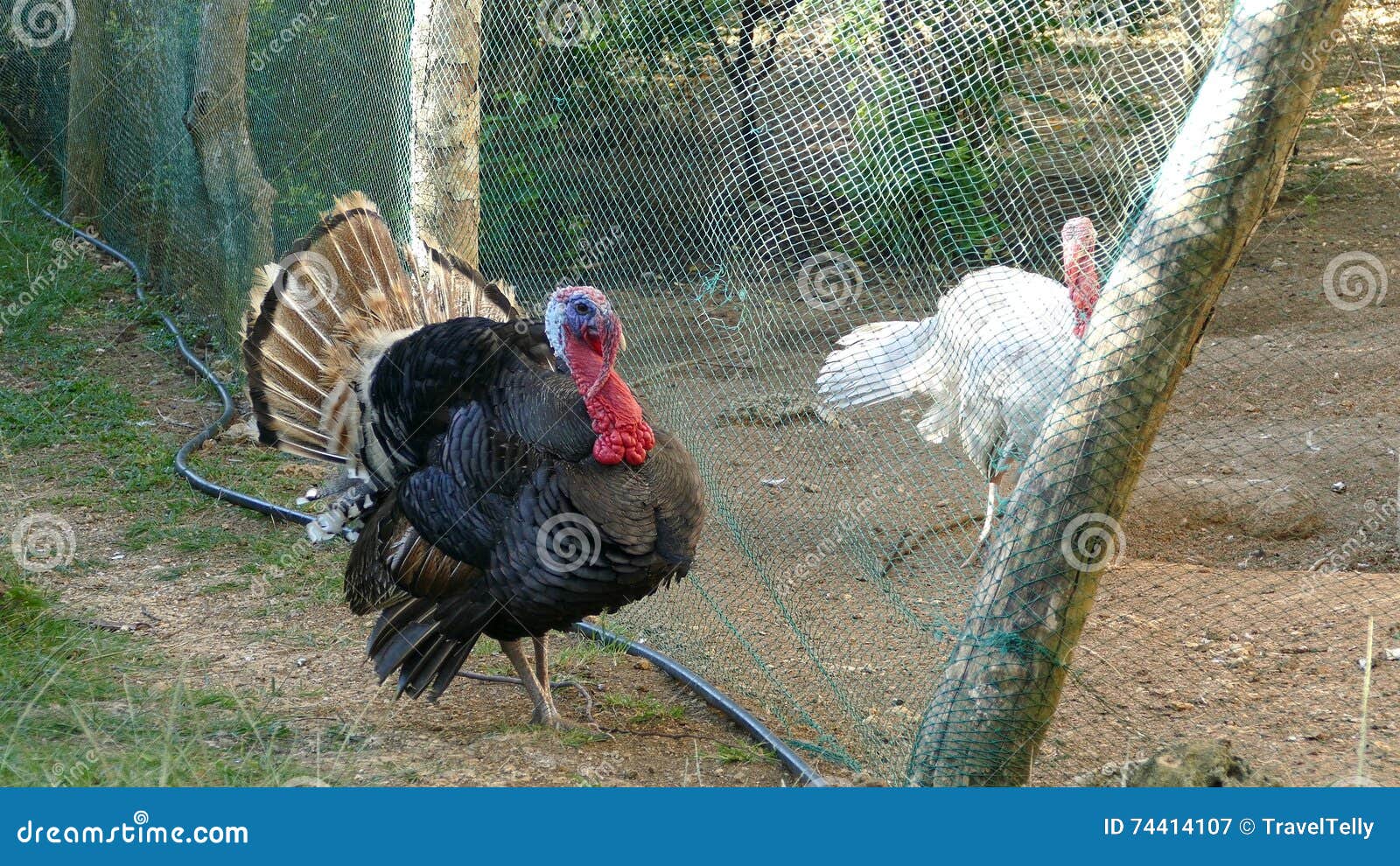 Two turkeys stock image. Image of livestock, large, philippines - 74414107