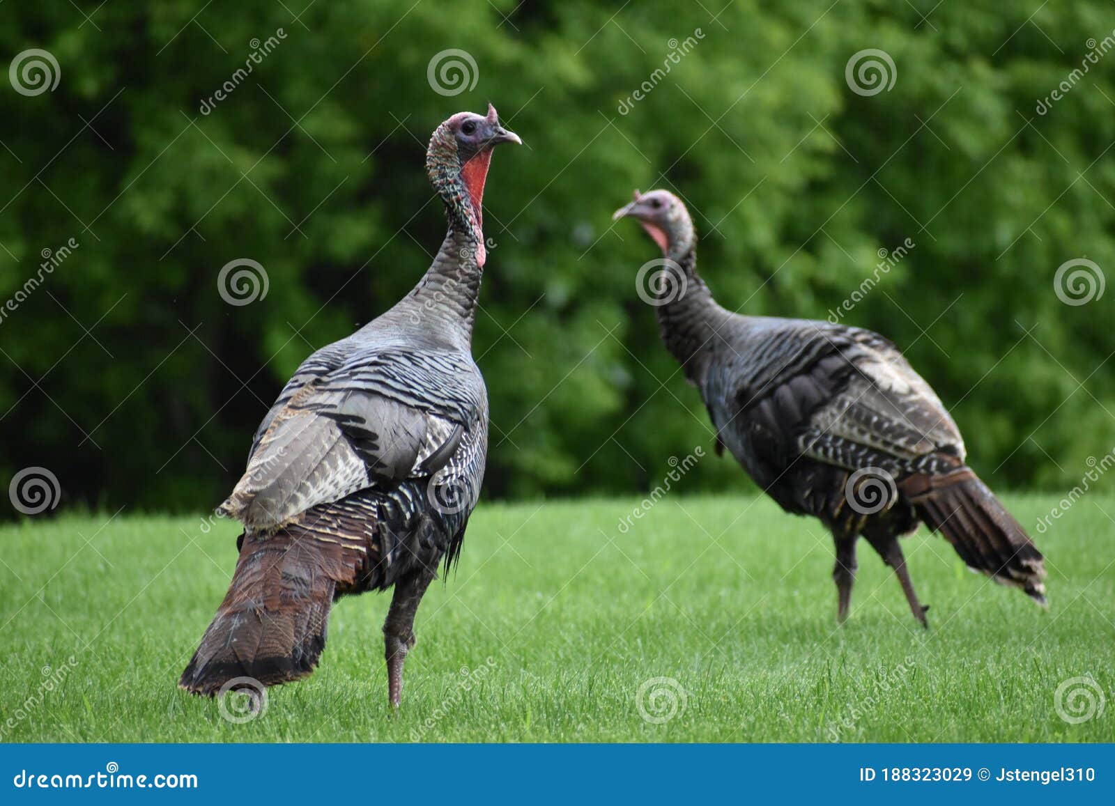 Two Turkeys Walk through Grass Stock Image - Image of wildlife, poultry ...
