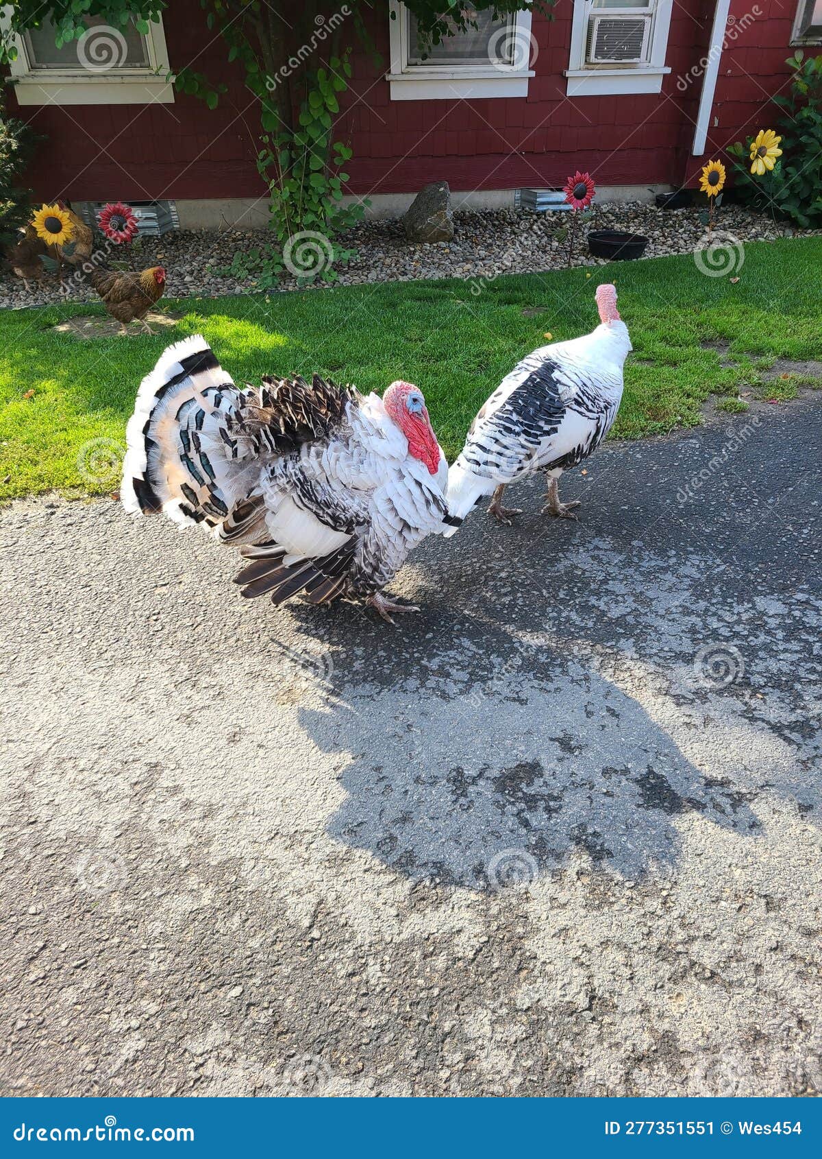Two Turkeys Wandering Around in the Yard Stock Image - Image of bird ...