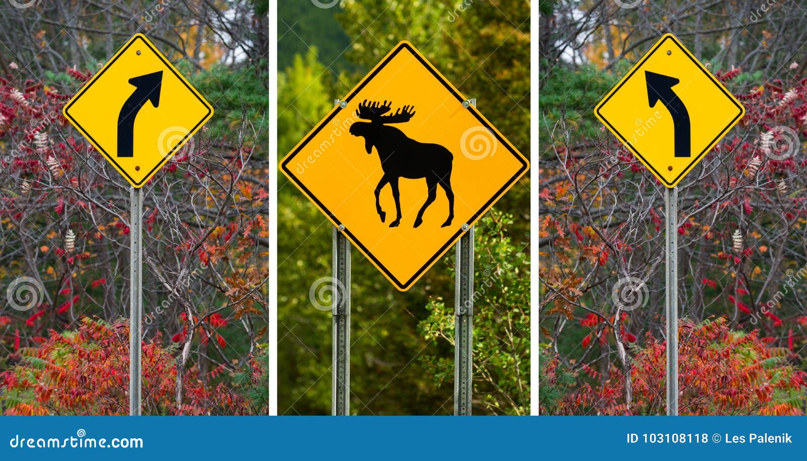 Two Turn Signs and a Moose Warning Sign Stock Photo - Image of triptych ...