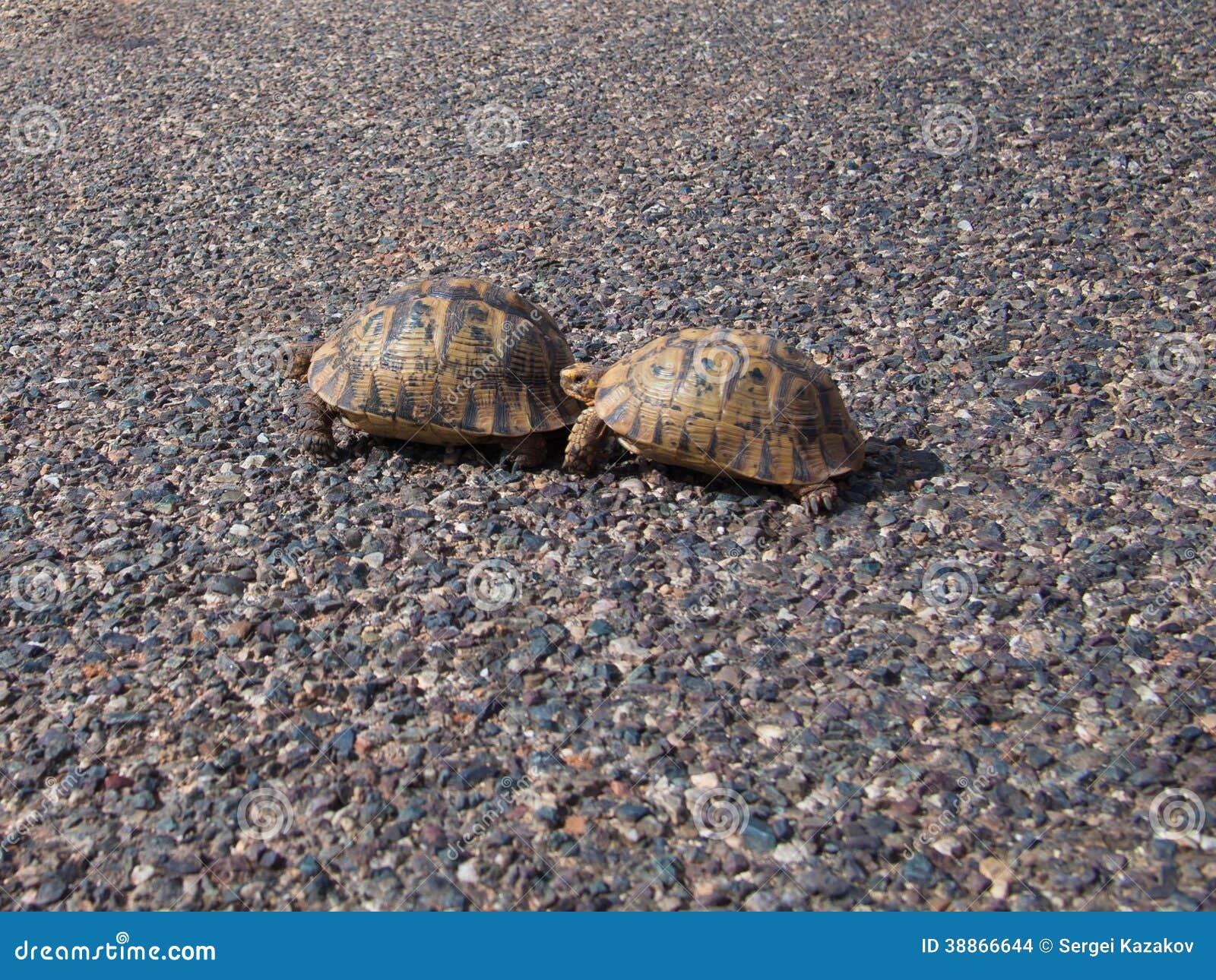 Two turtle cross the road stock photo. Image of large - 38866644