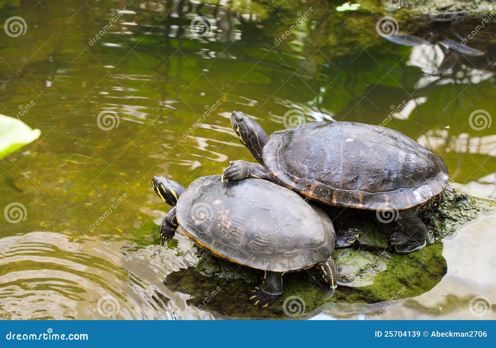 Two turtle friends stock image. Image of together, wild - 25704139