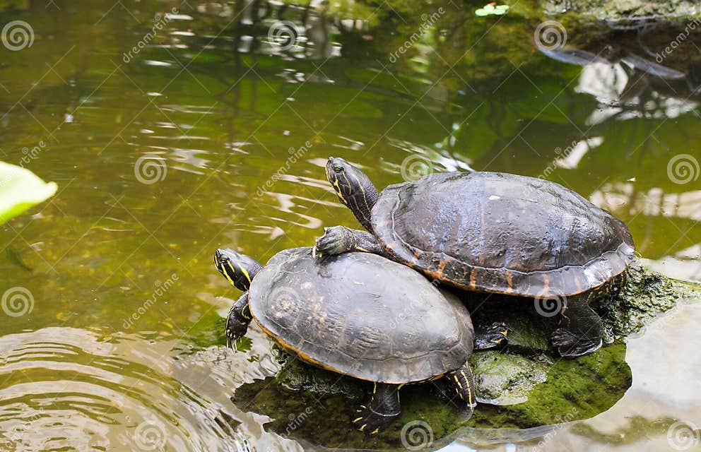 Two turtle friends stock image. Image of together, wild - 25704139