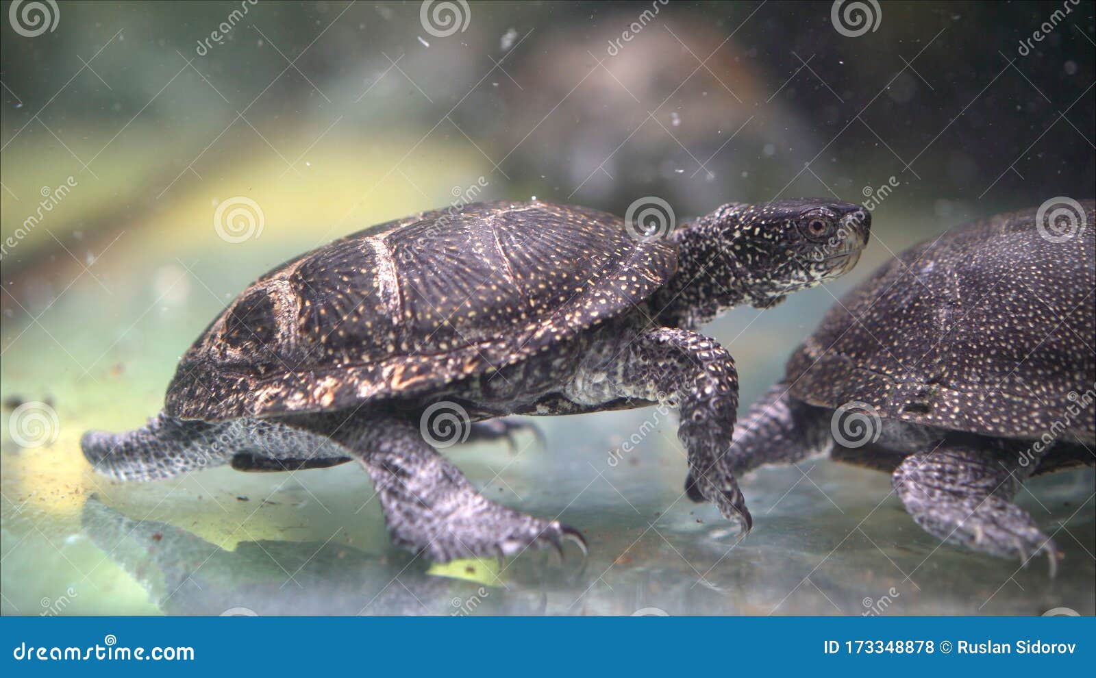 Two Turtle Friends Watching in a Hug. Two Turtles are Fighting in the ...