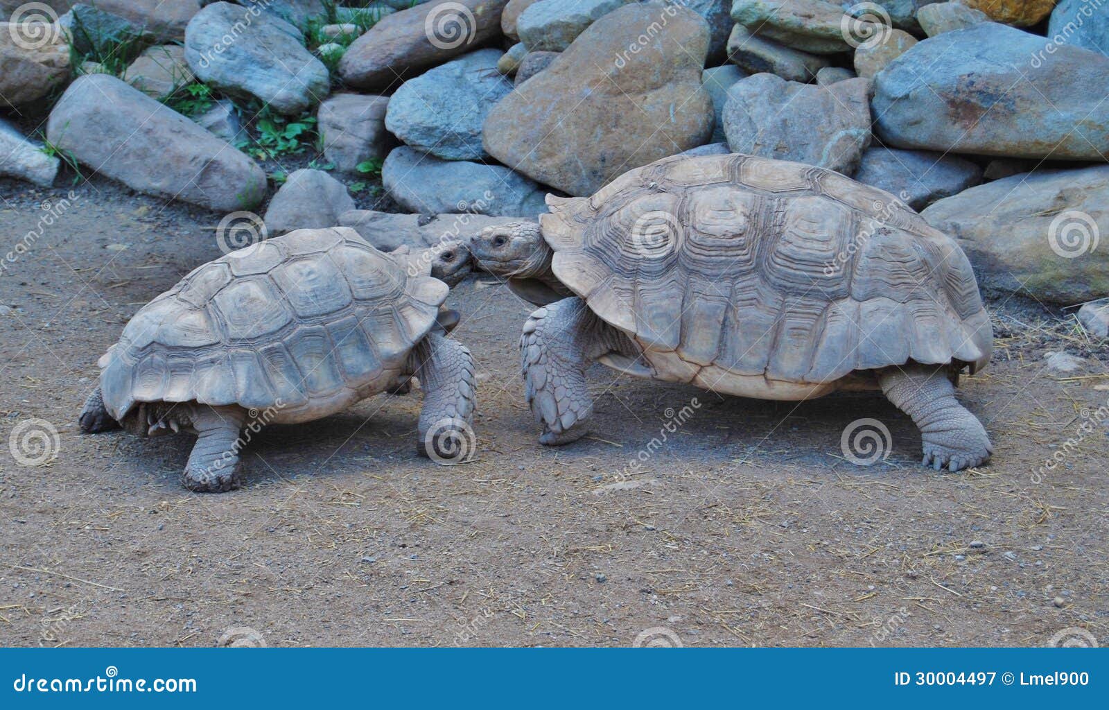 Two Turtles at the Park stock image. Image of hard, male - 30004497