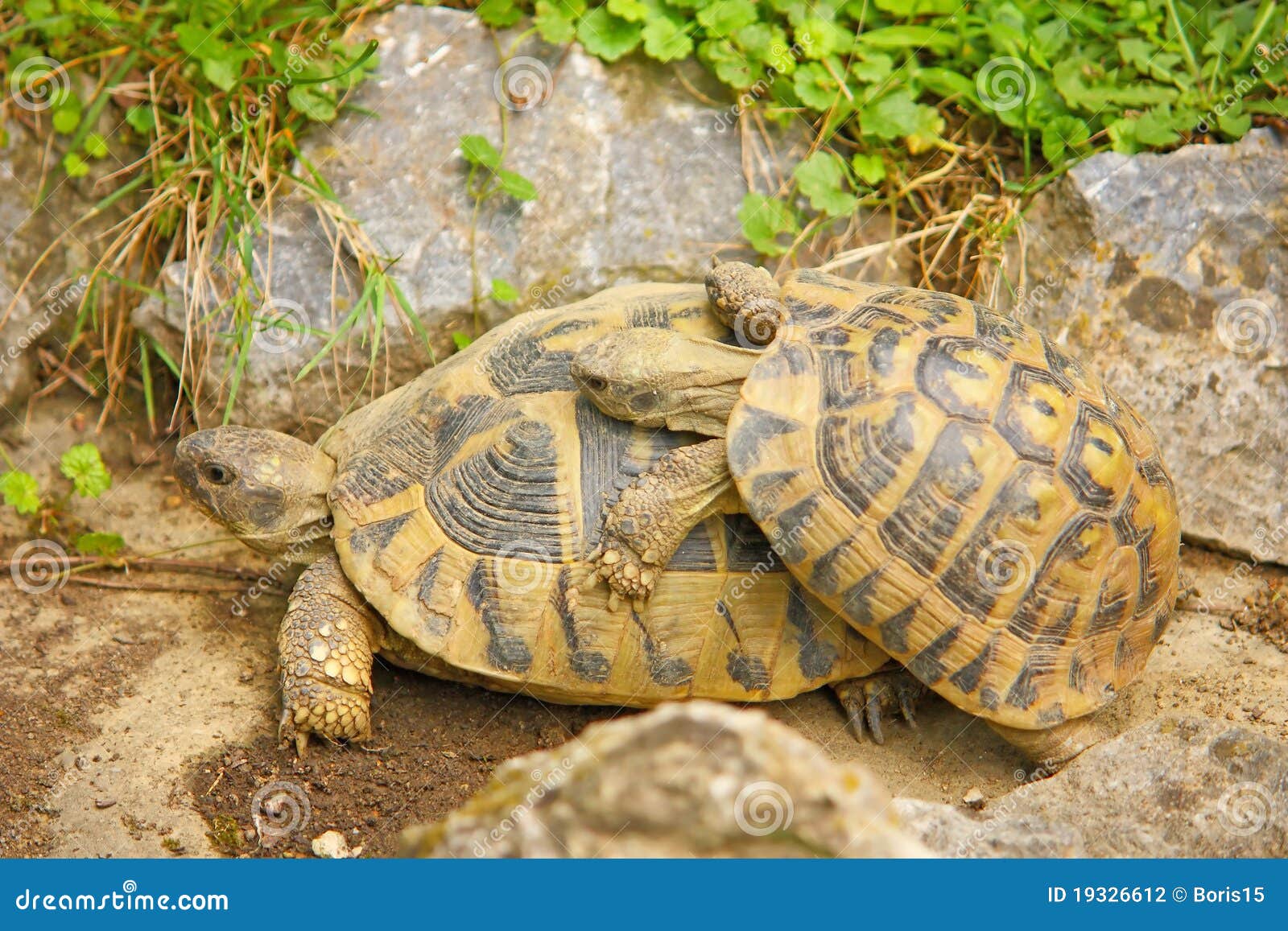 Two turtles stock photo. Image of protection, wildlife - 19326612