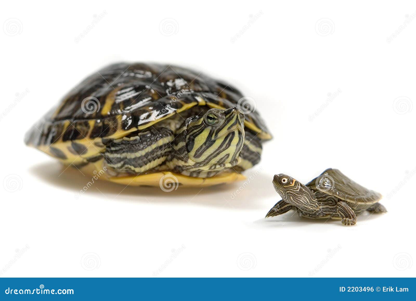 Turtles 2