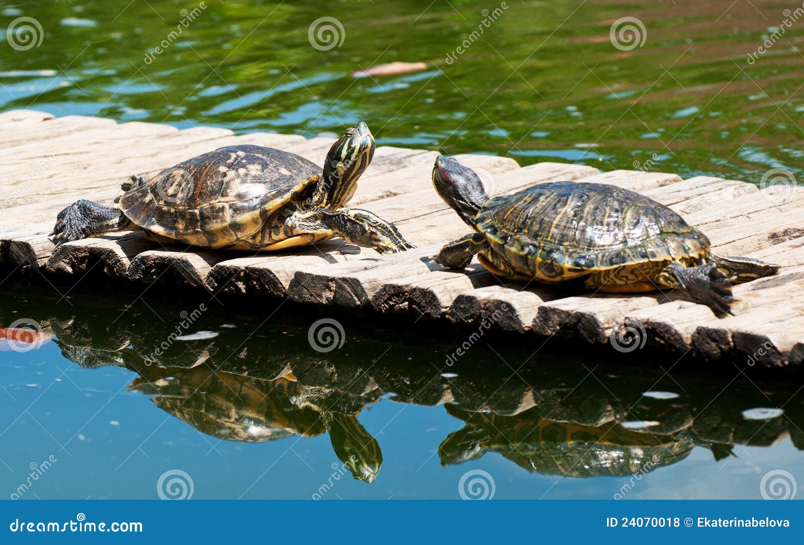 Two turtles stock photo. Image of meet, tourism, vacation - 24070018
