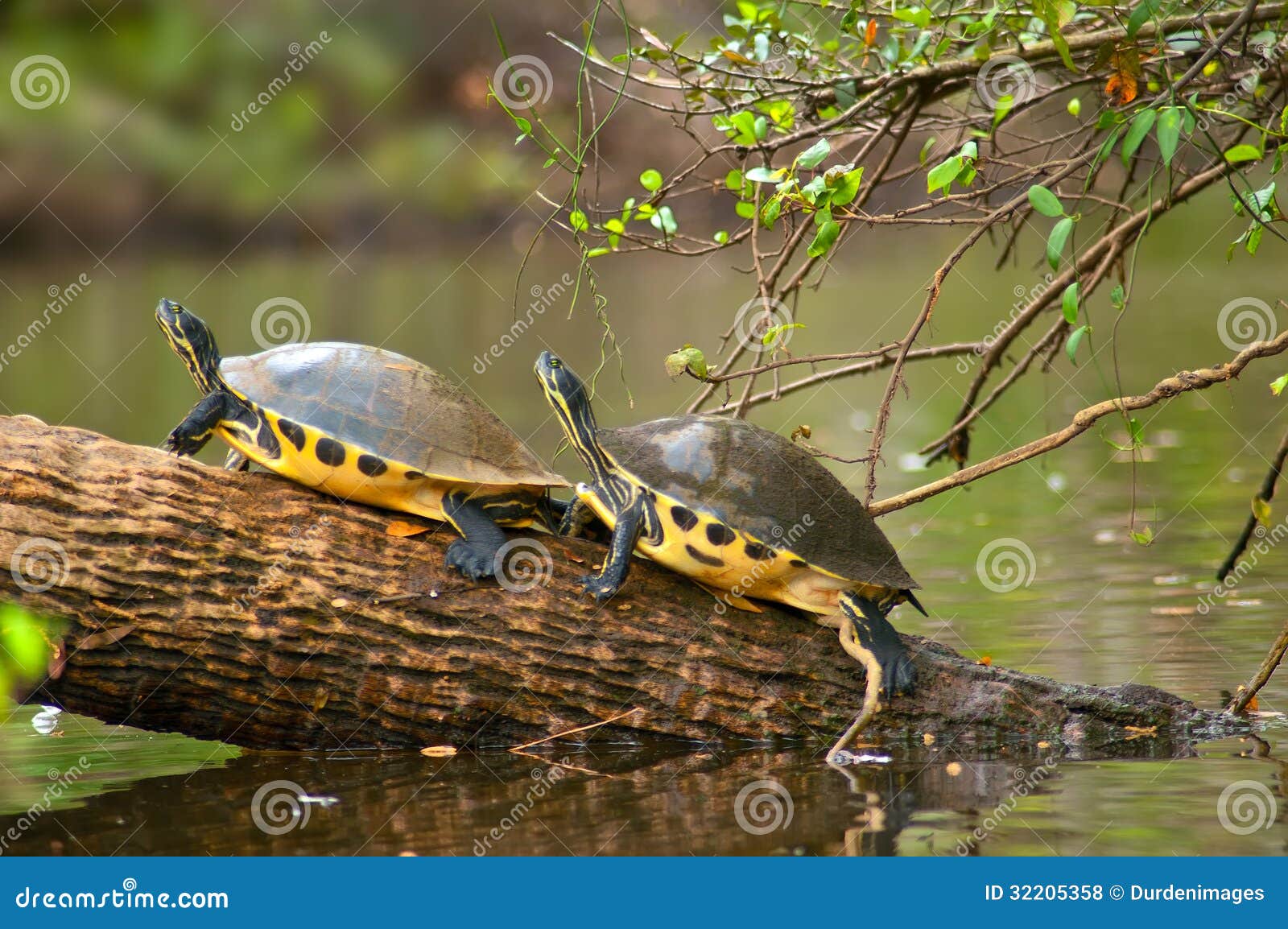 Two turtles stock photo. Image of scene, amphibian, ecosystem - 32205358