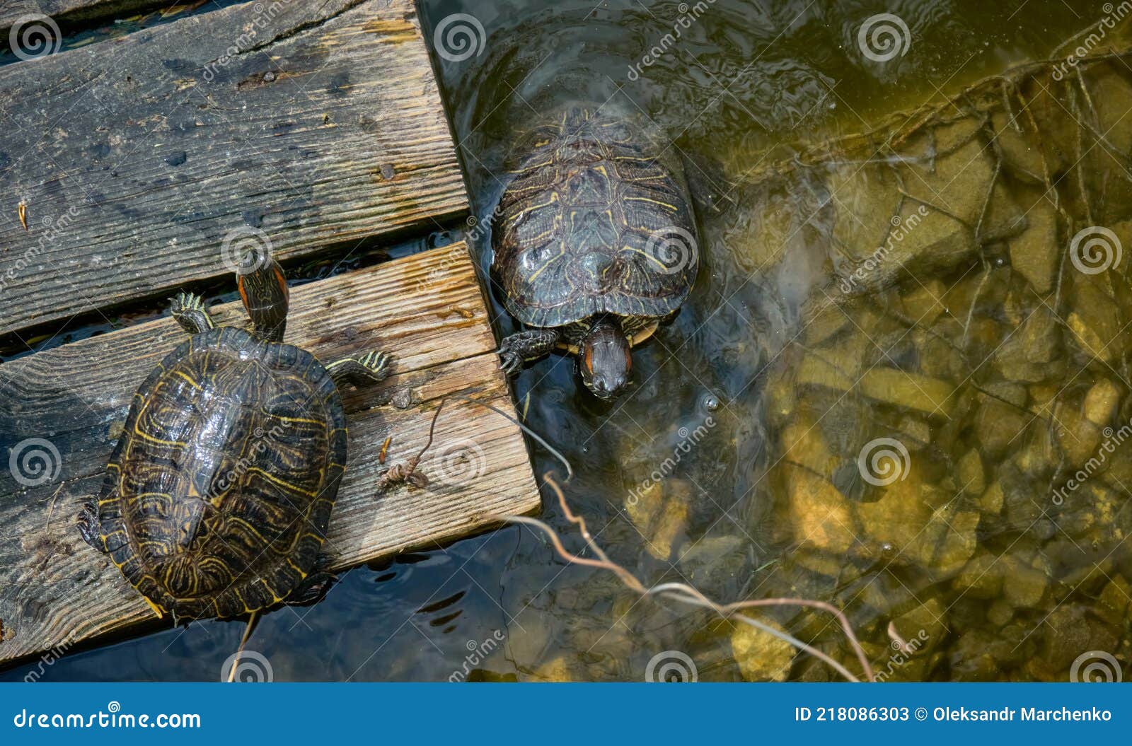 Two Turtles Basking in the Sun on a Wooden Platform in the Water. Stock ...