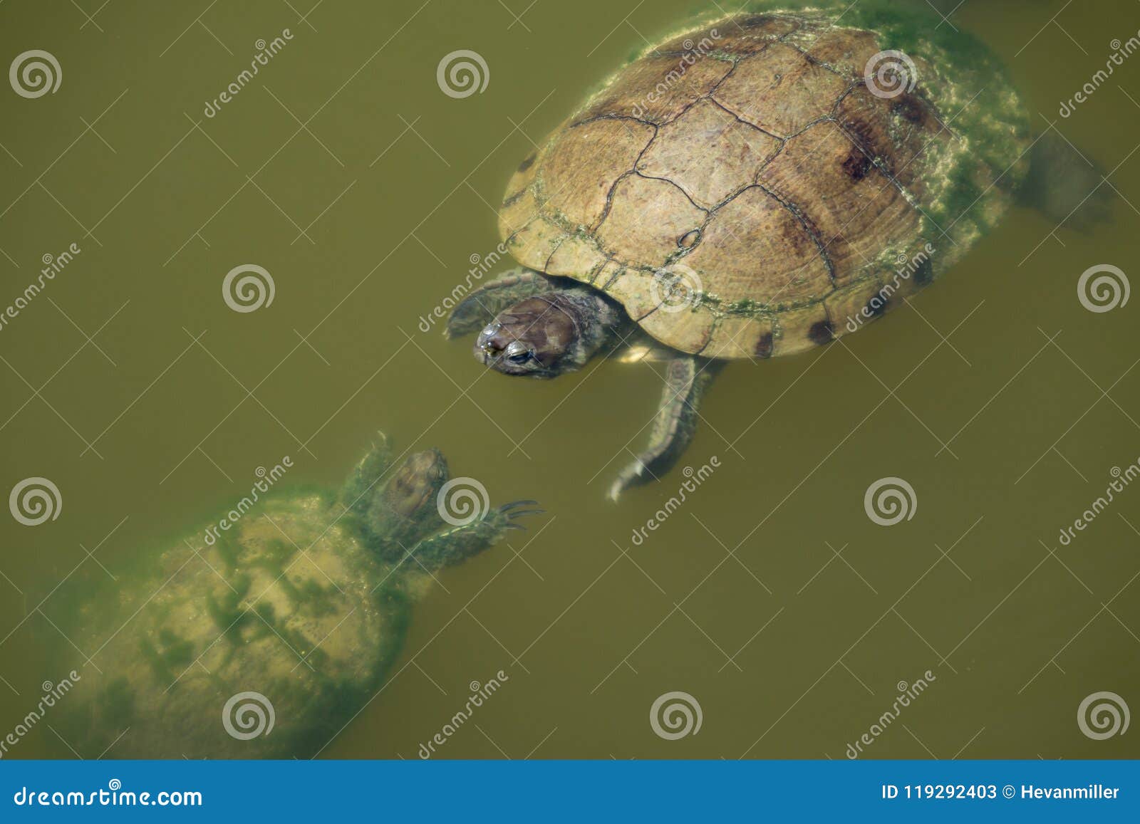 Two Turtles Facing Each Other in the Water Stock Image - Image of ...